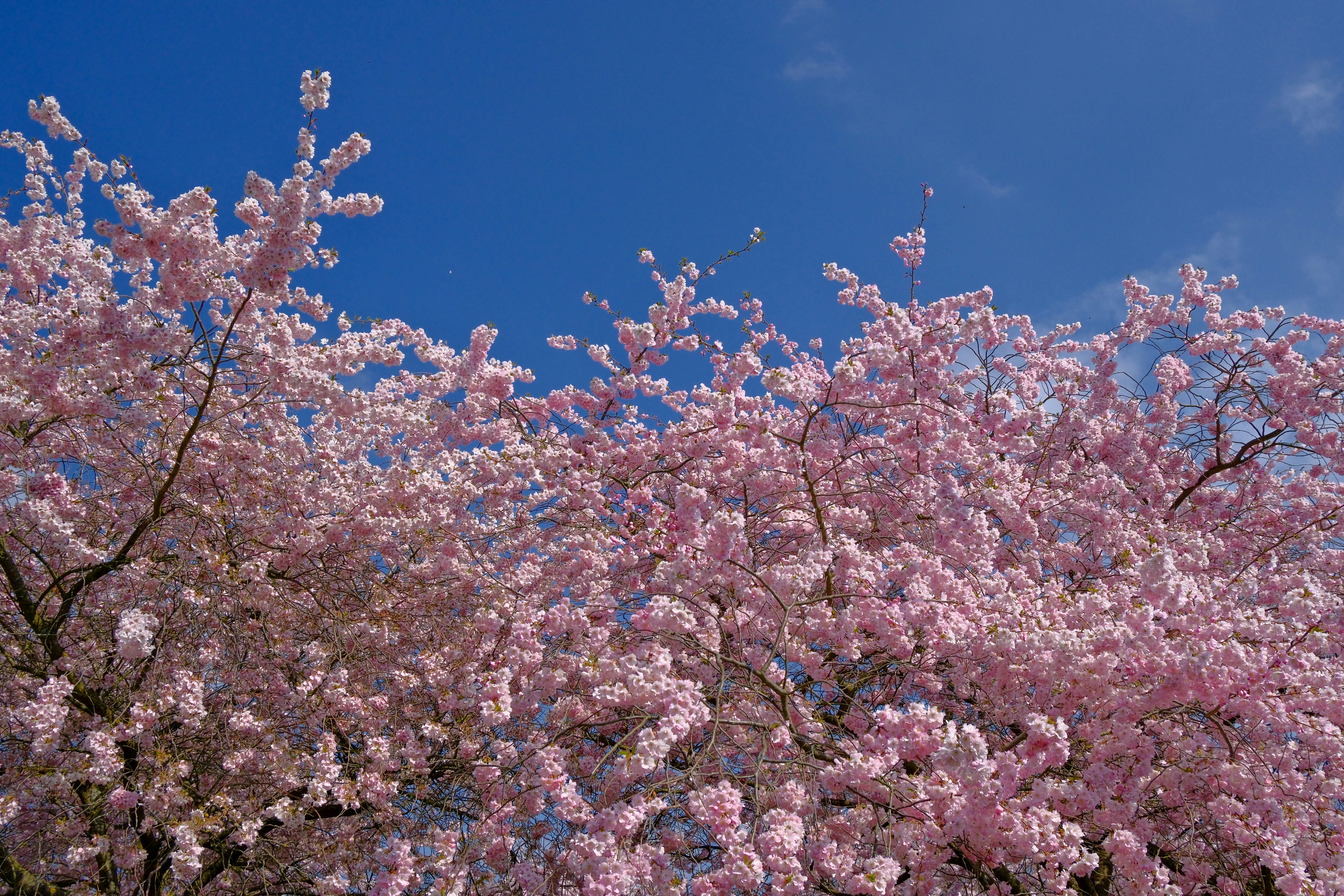 Blossom Crest Under a Lapis Sky