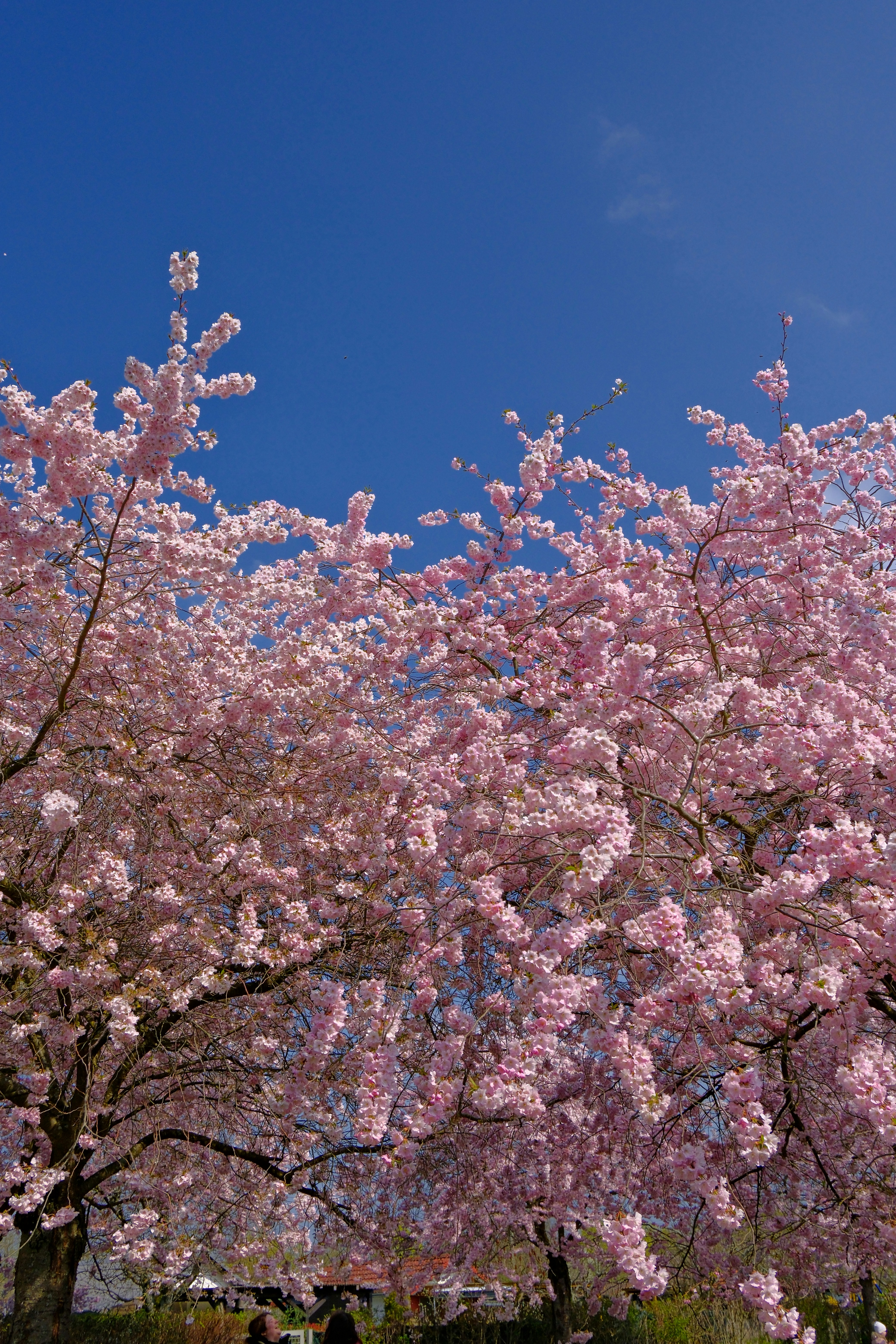 Blossom Canopy Beneath a Clear Sky