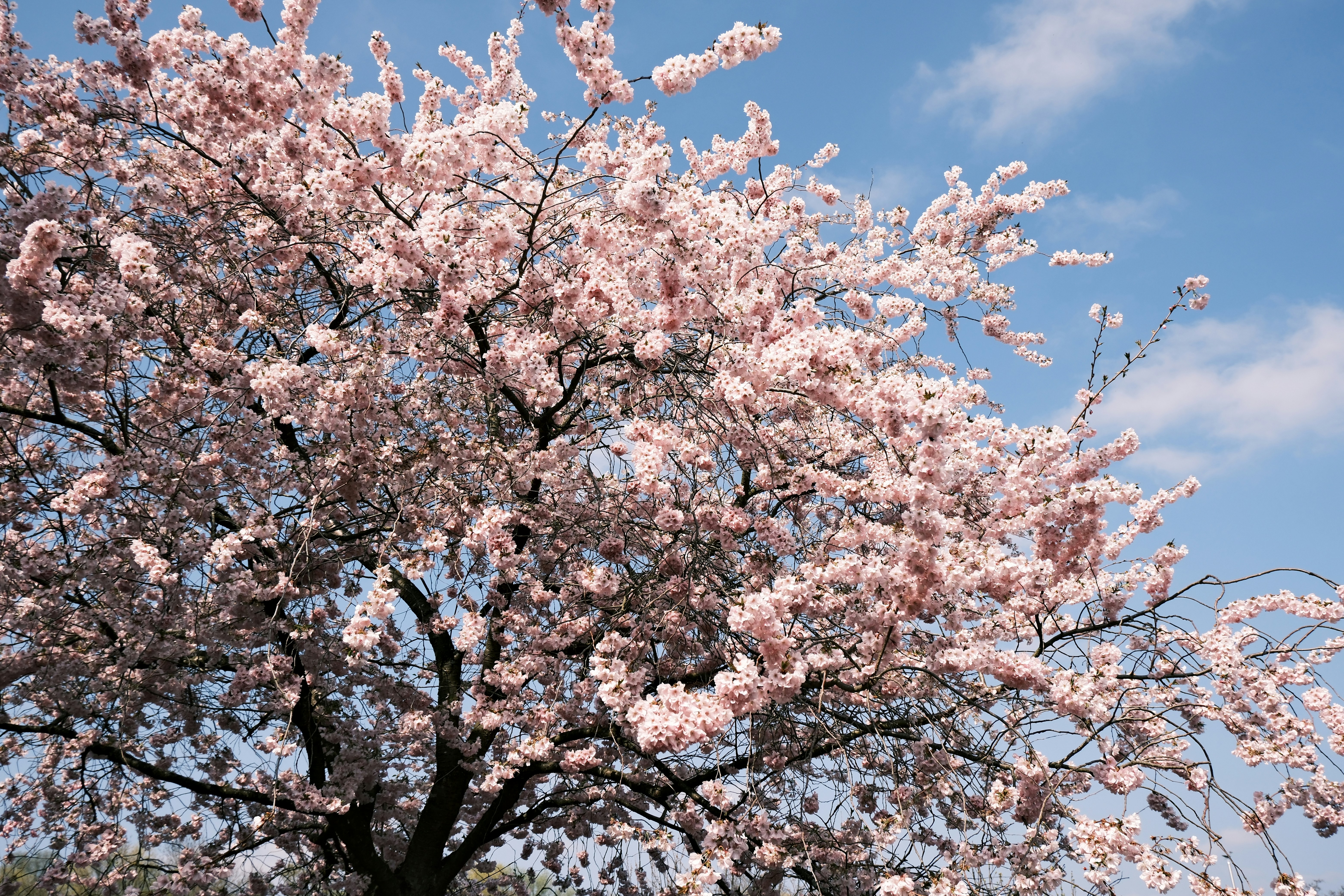 Blossom Crown Under a Clear Sky