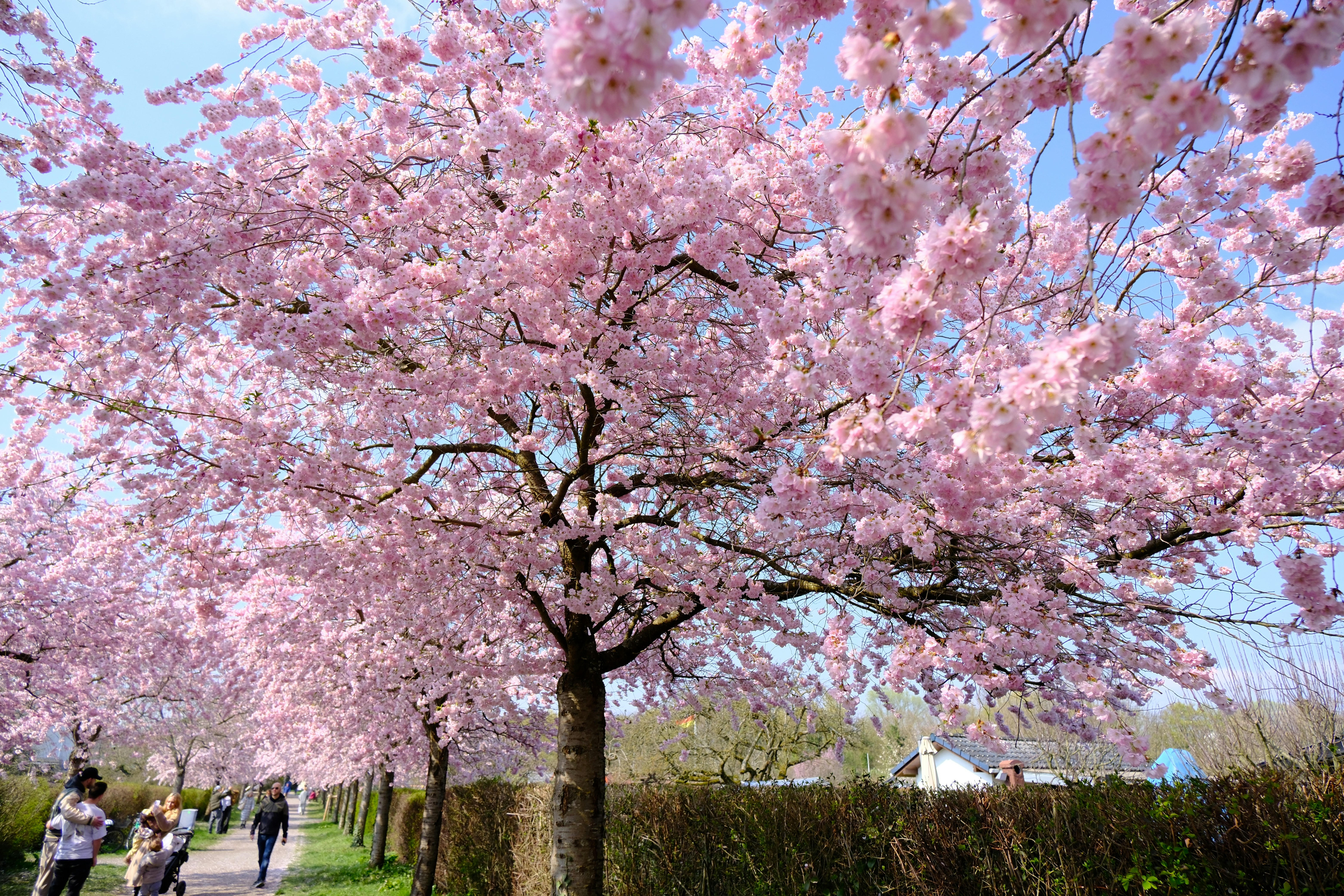 Blossom Boulevard: A Trolley of Pink Petals Under a Spring Sky