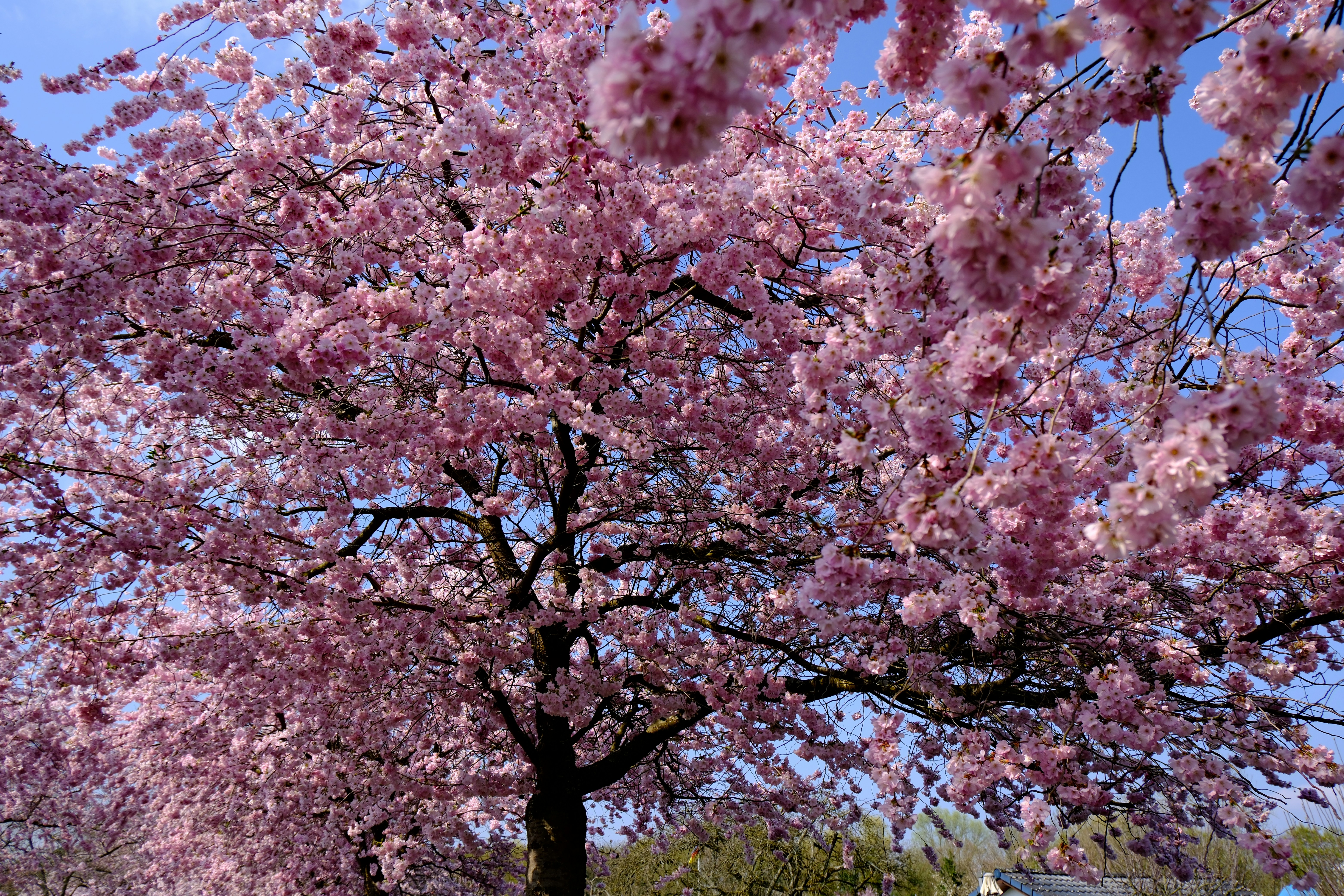 Blossom Canopy Over a Shady Trunk