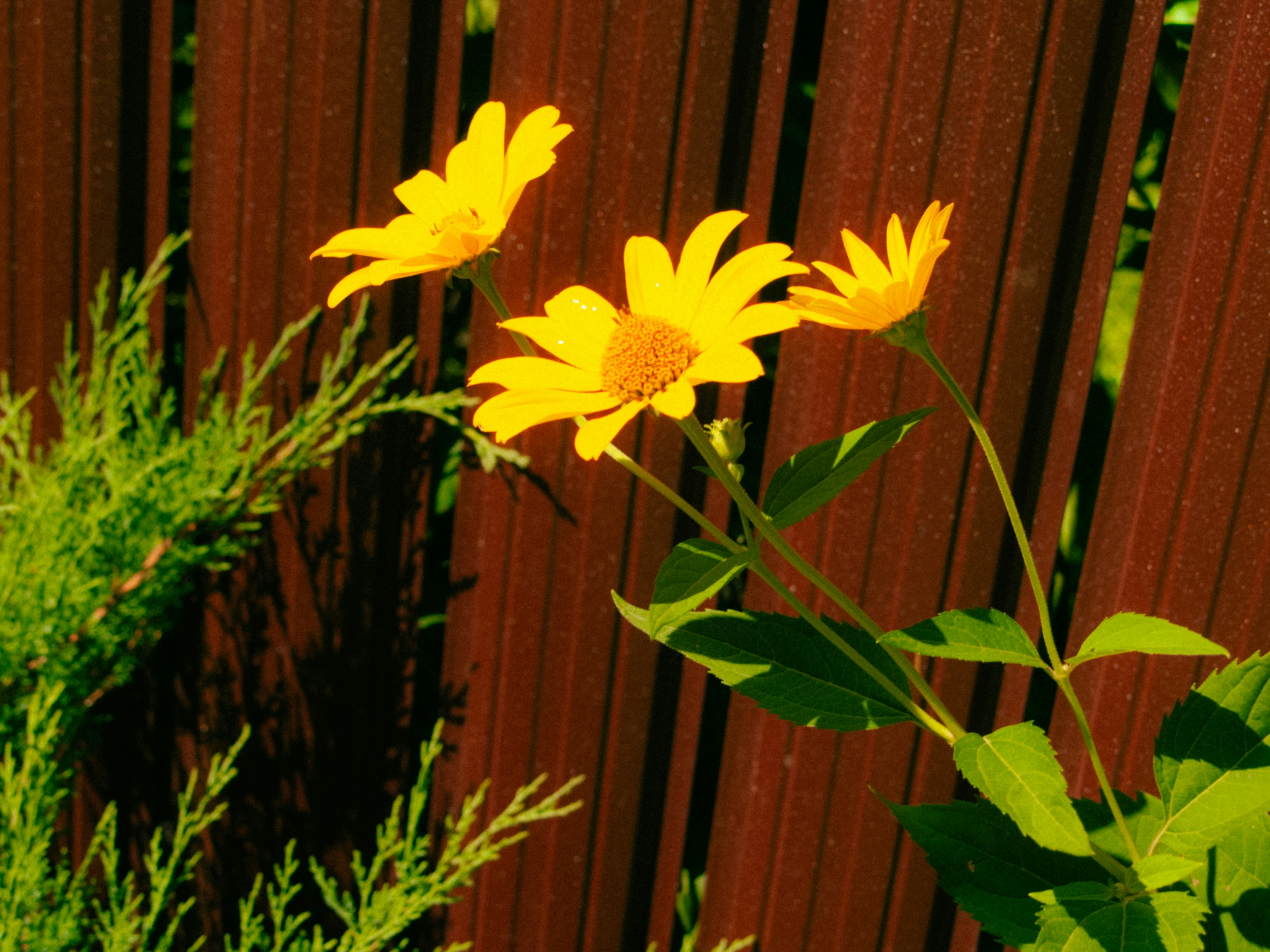 Sunlit Yellow Zinnias Against a Slatted Backdrop