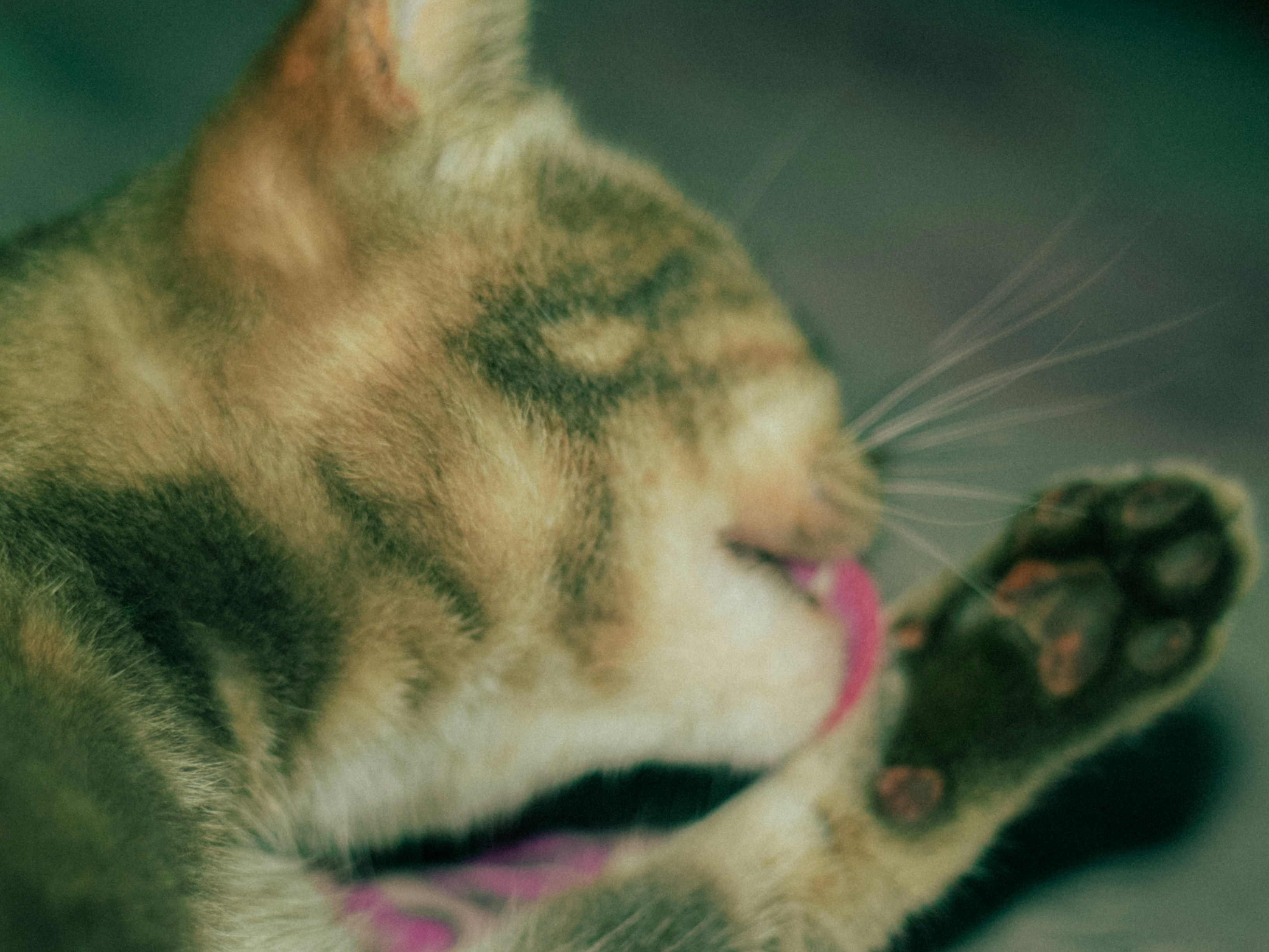 Close-up of a tabby cat's face with whiskers and a raised paw, soft focus and warm tones; indicates a candid, gentle moment without a full-body context.