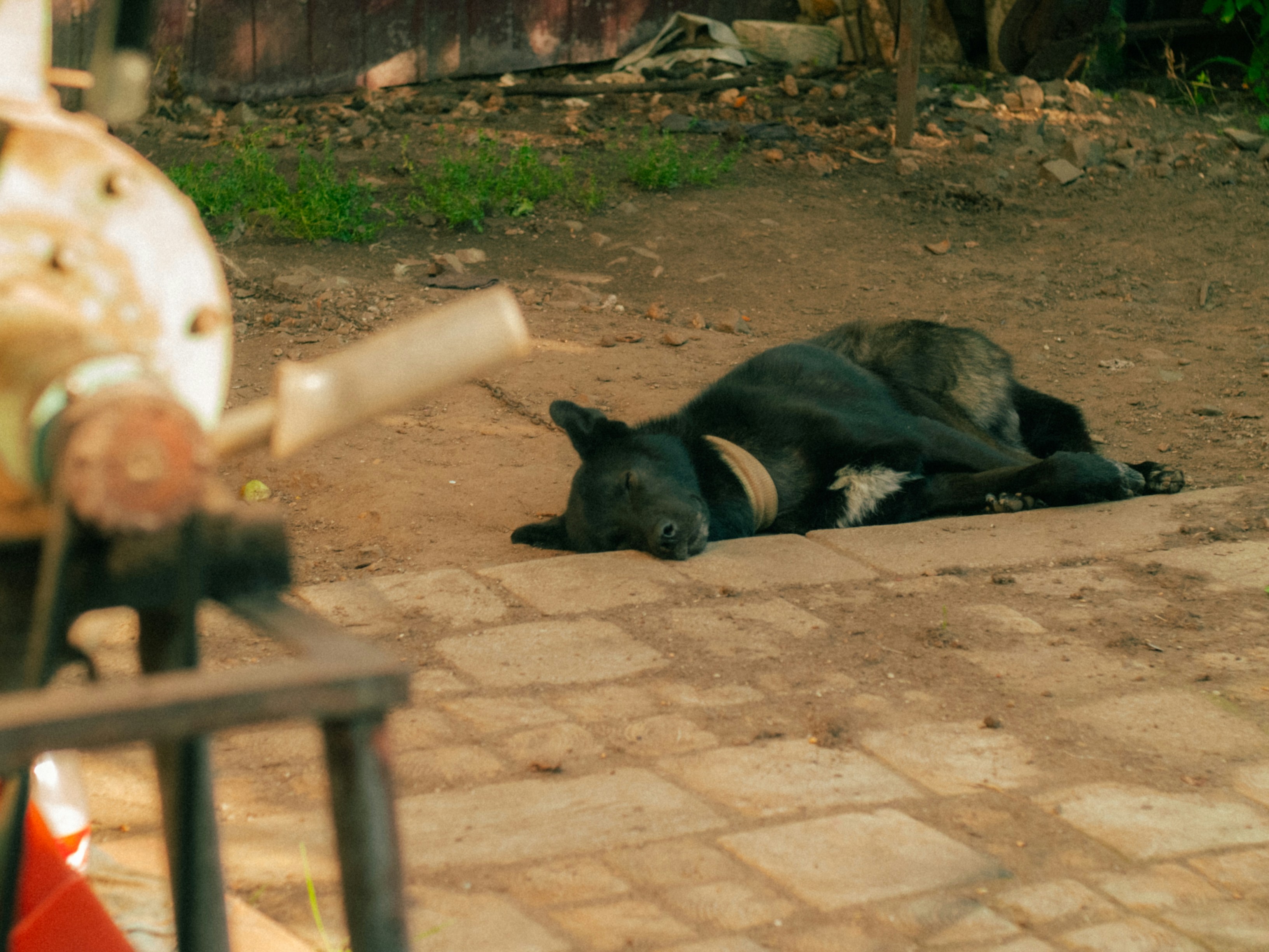 A dark-coated dog rests on a tiled ground in a sunlit courtyard; the scene captures a quiet, everyday moment with subdued colors and blurred foreground details.