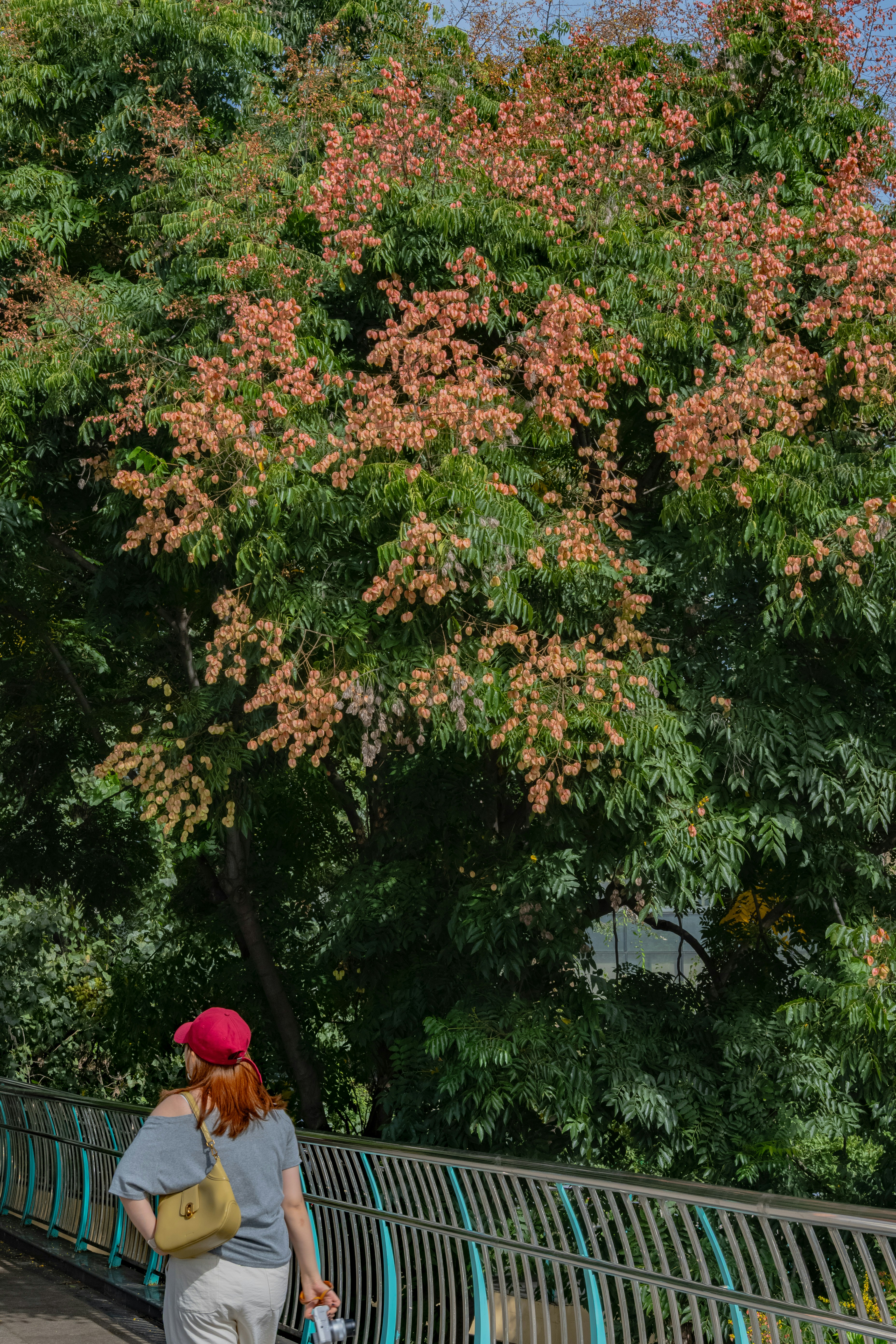 A person with a red cap walks along a curved railing beneath a canopy of green and pink blossoms. The scene emphasizes urban greenery and a lone pedestrian passage.