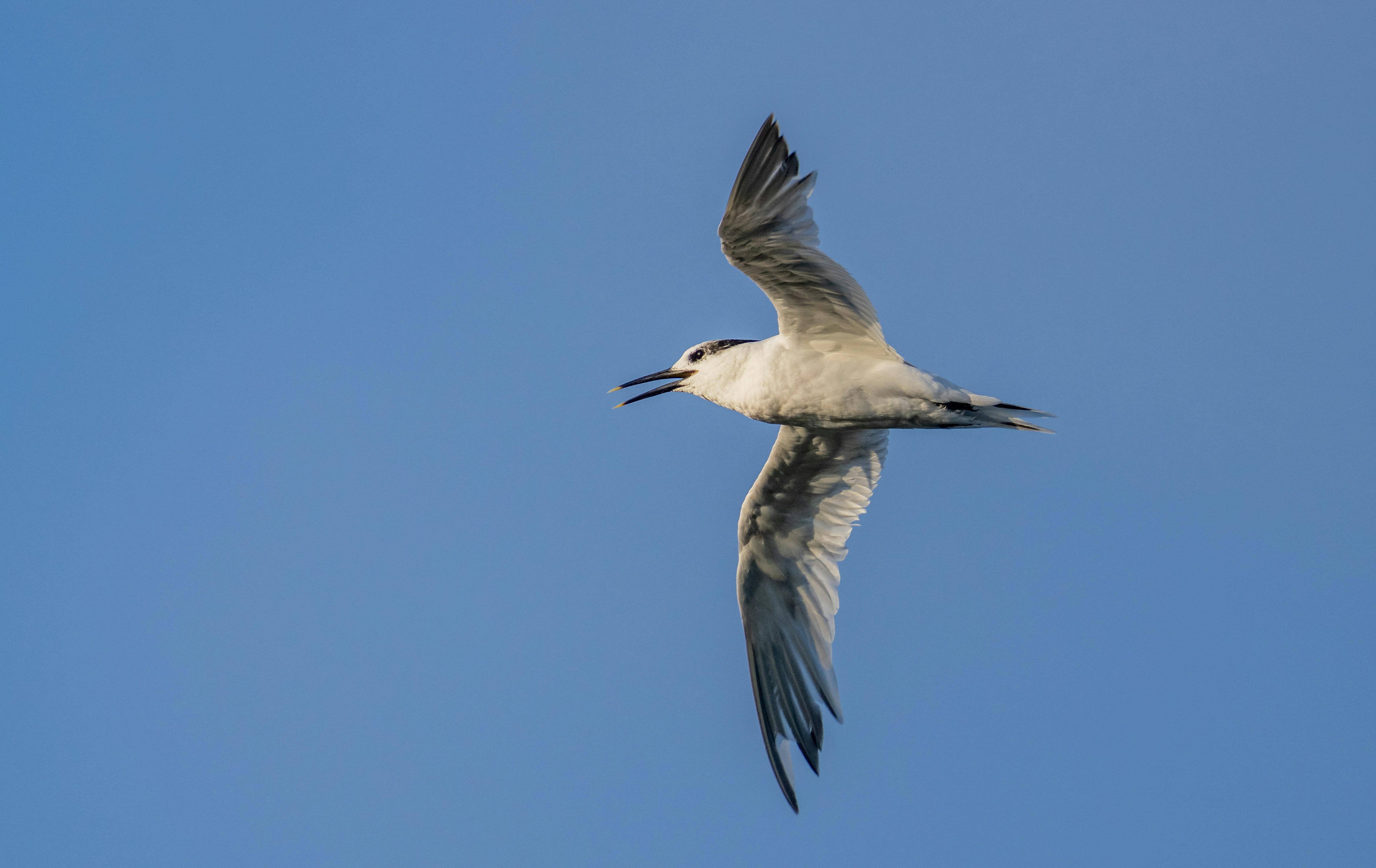 A white tern with a black cap flying against a clear blue sky