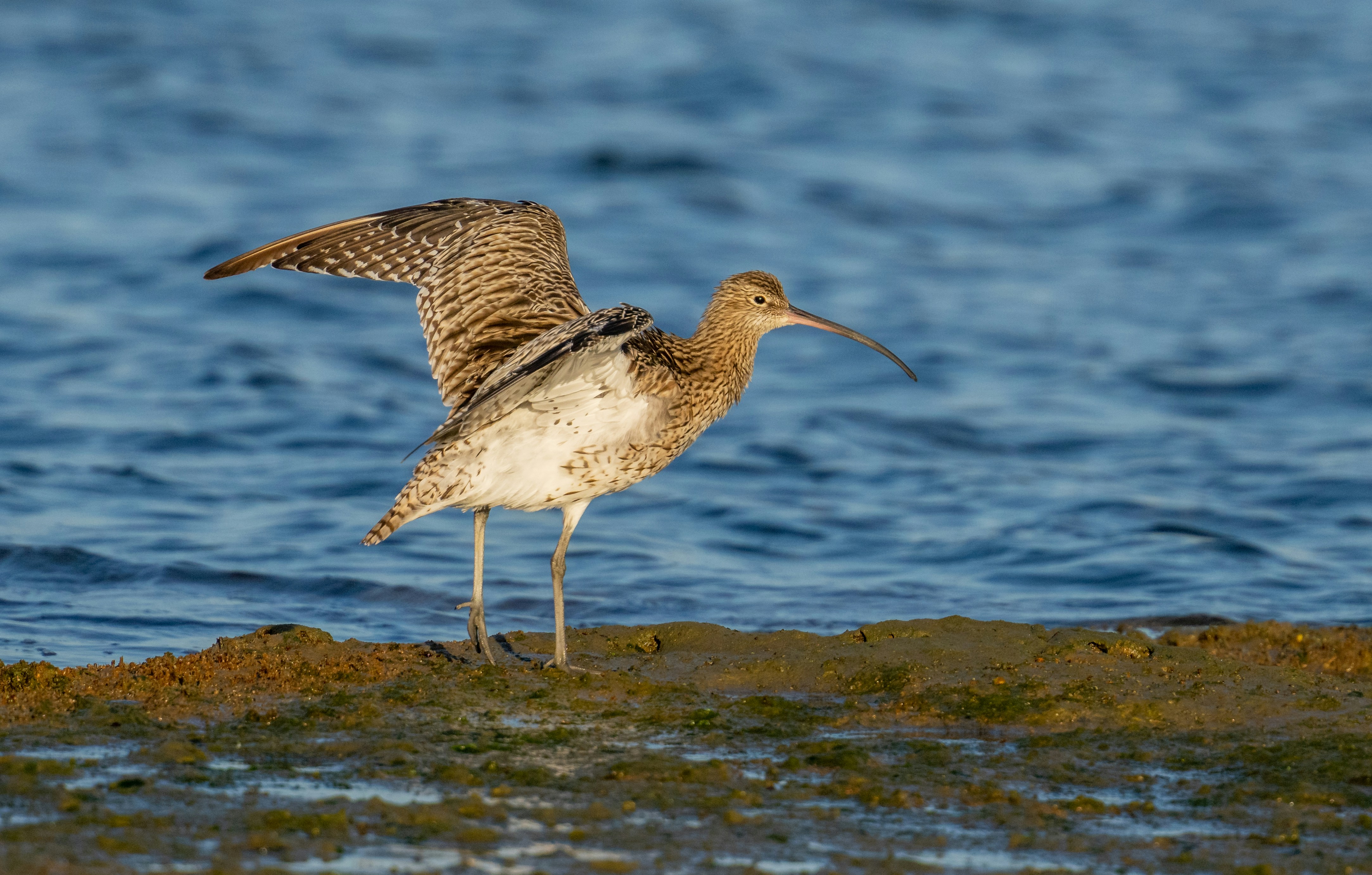 Long-Billed Shorebird at the Waterline