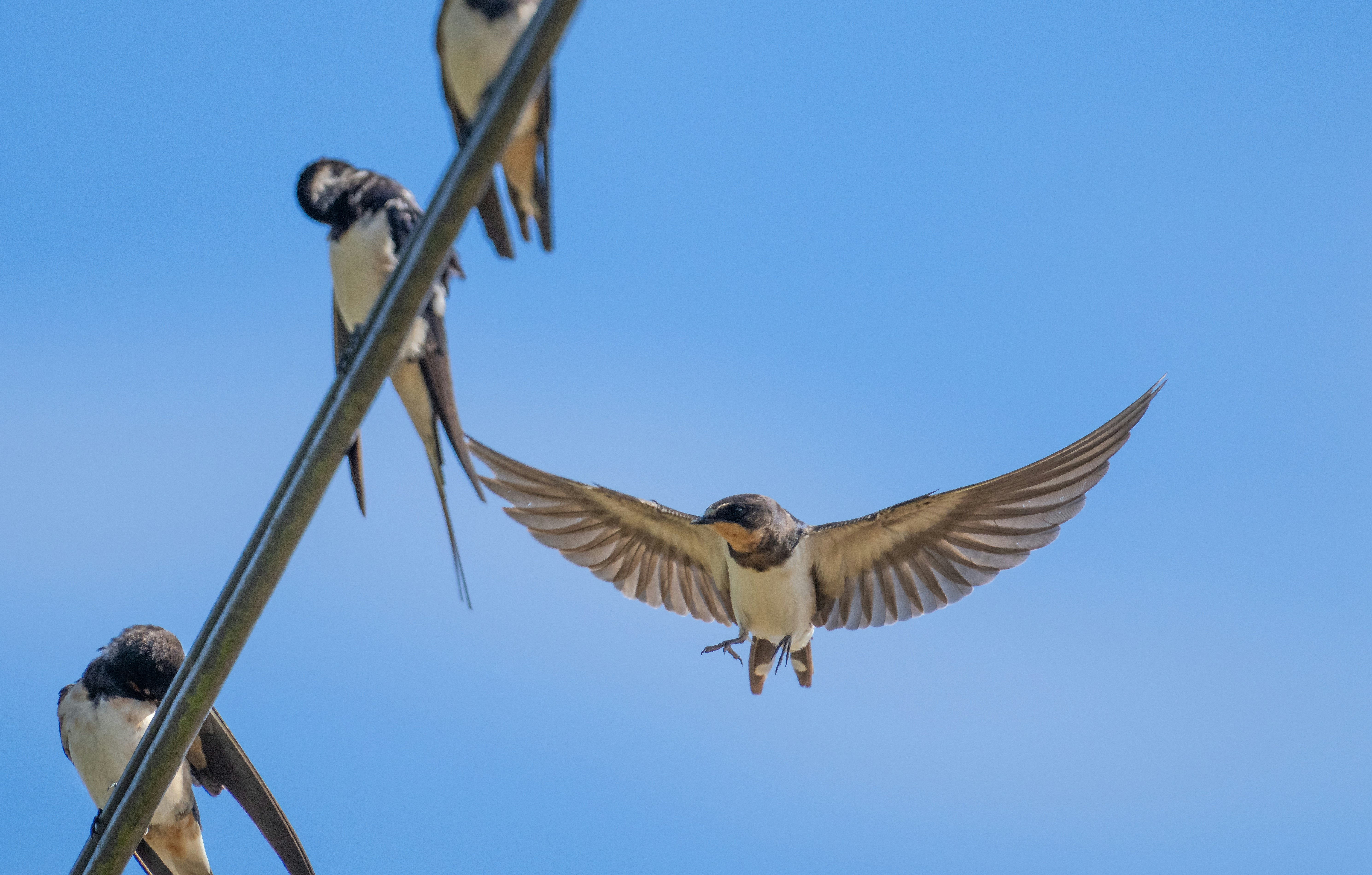 Sunlit swallows skim a bright blue sky, one mid-flight with wings spread wide; a diagonal branch with other perched birds frames the scene.