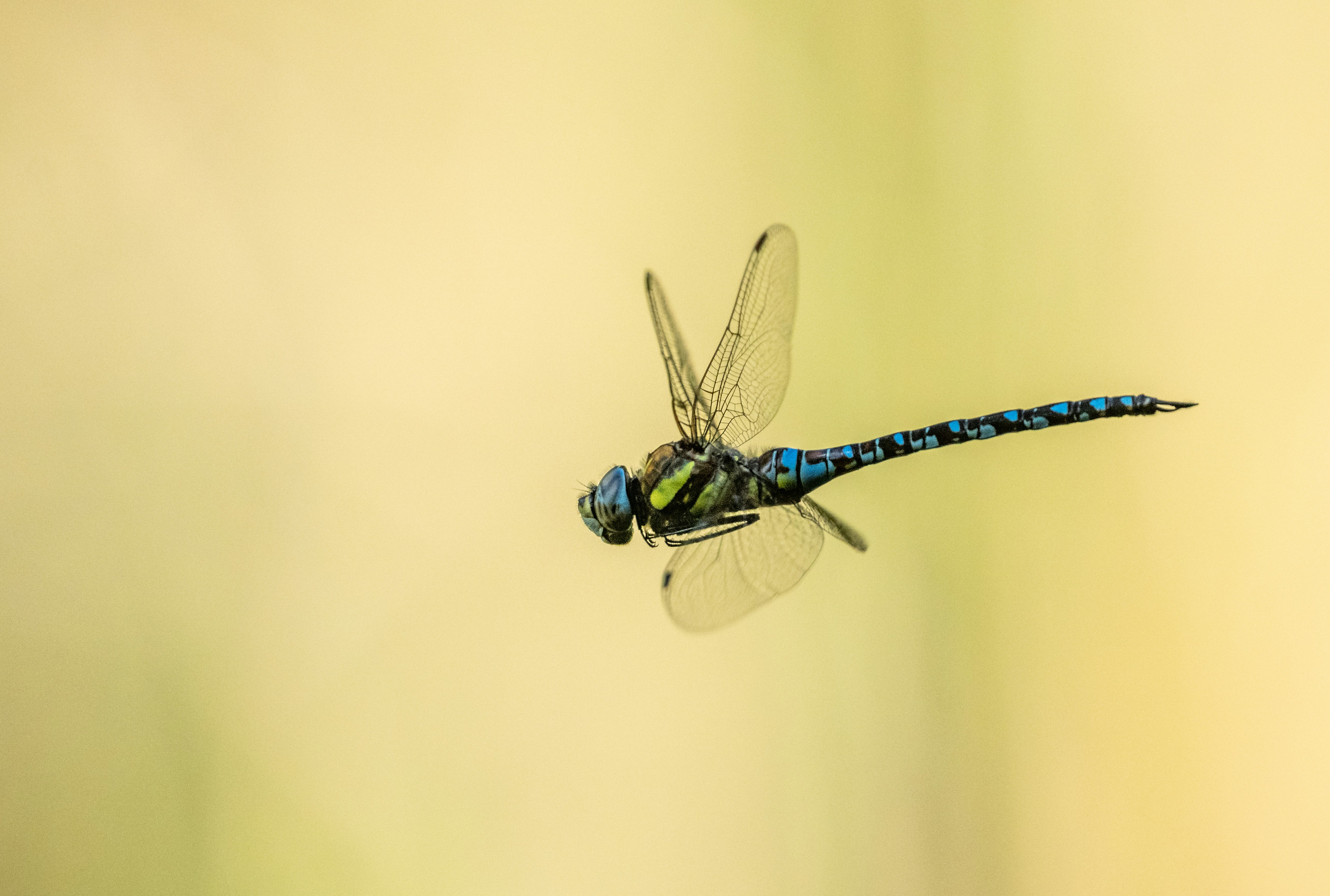 Azure Stripe in a Sunlit Blur: Dragonfly in Gentle Focus