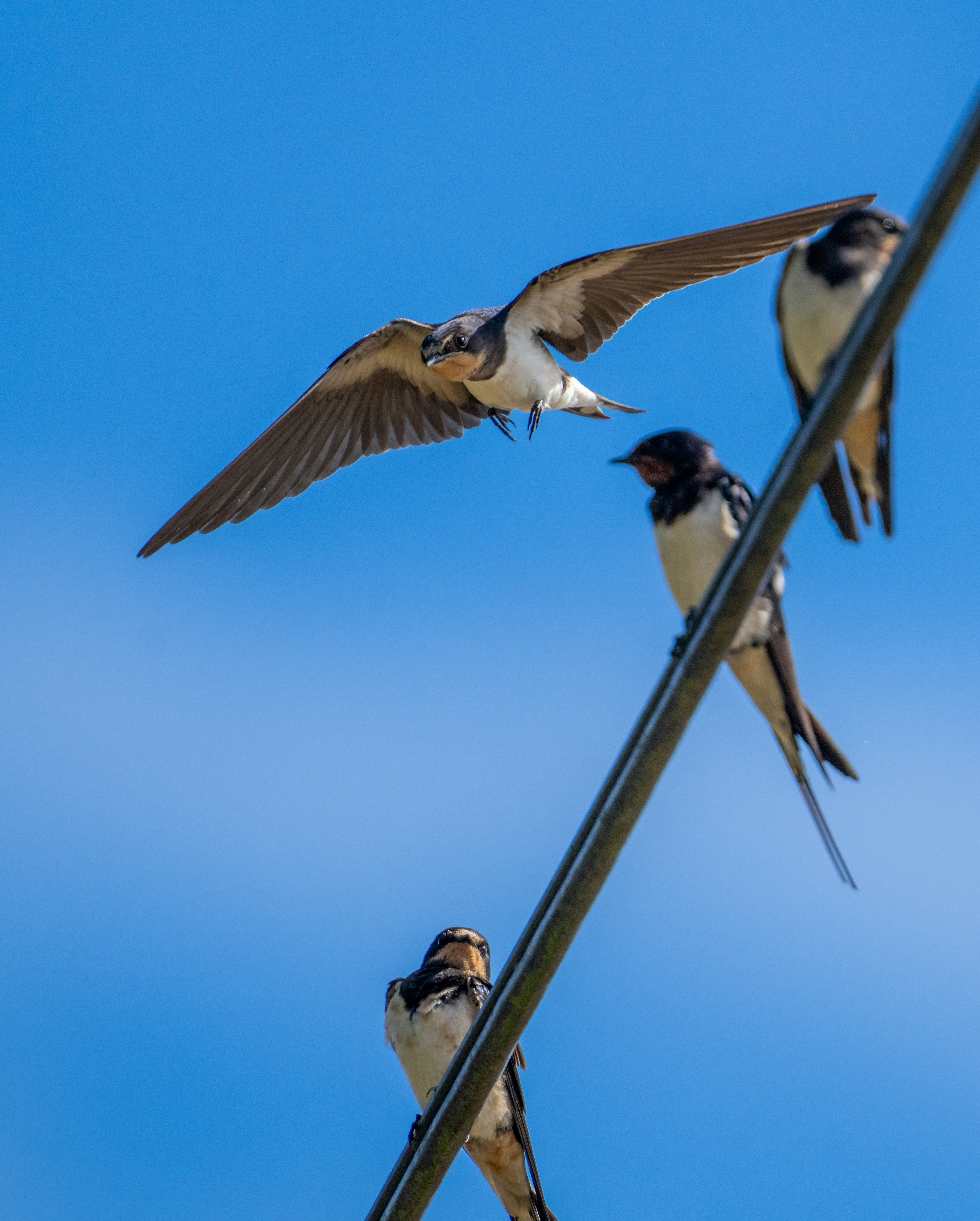 Swallows in a Line: A V-shaped Portrait Against a Clear Sky
