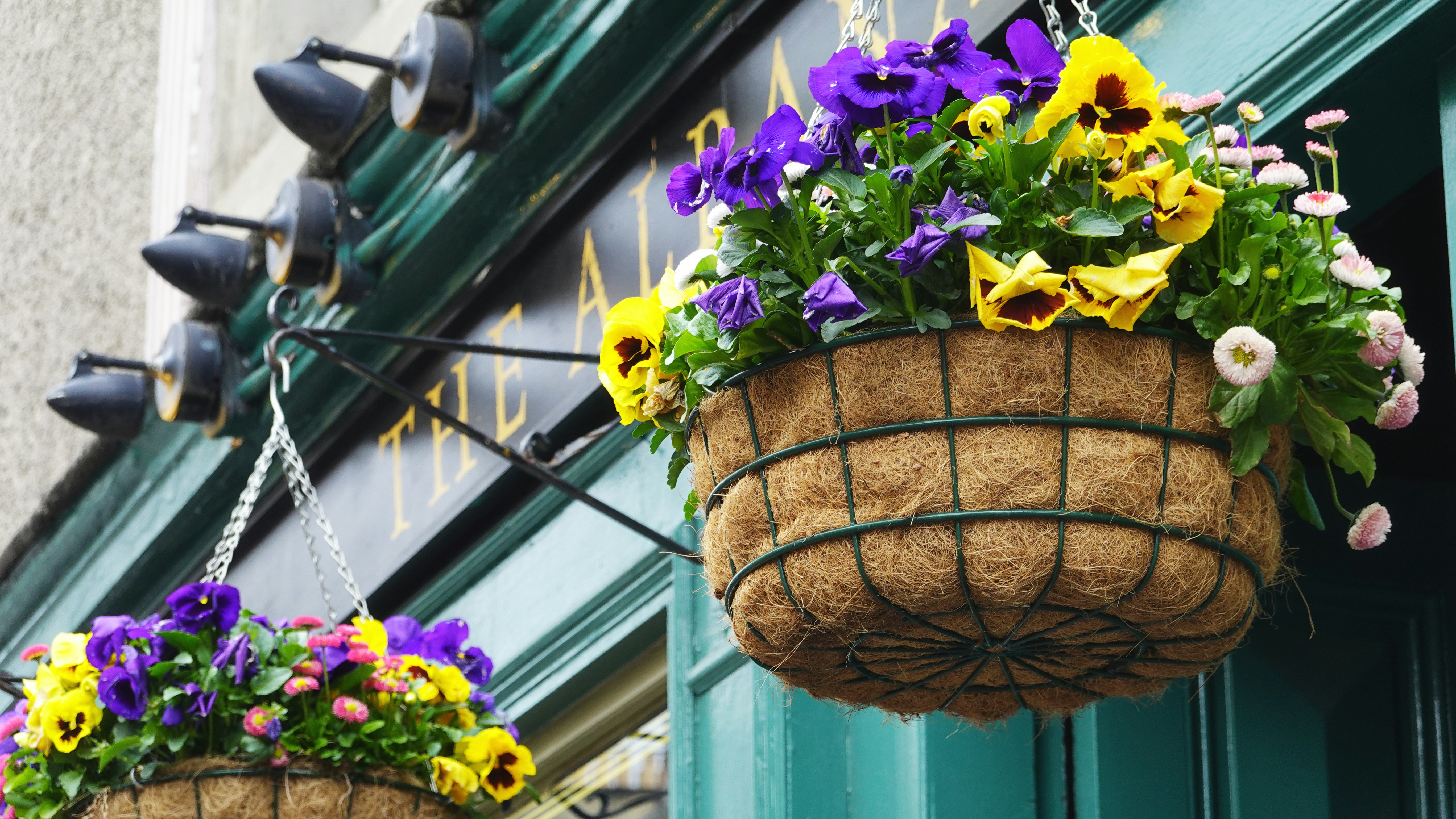 Hanging Basket of Color: Urban Flowers in Focus
