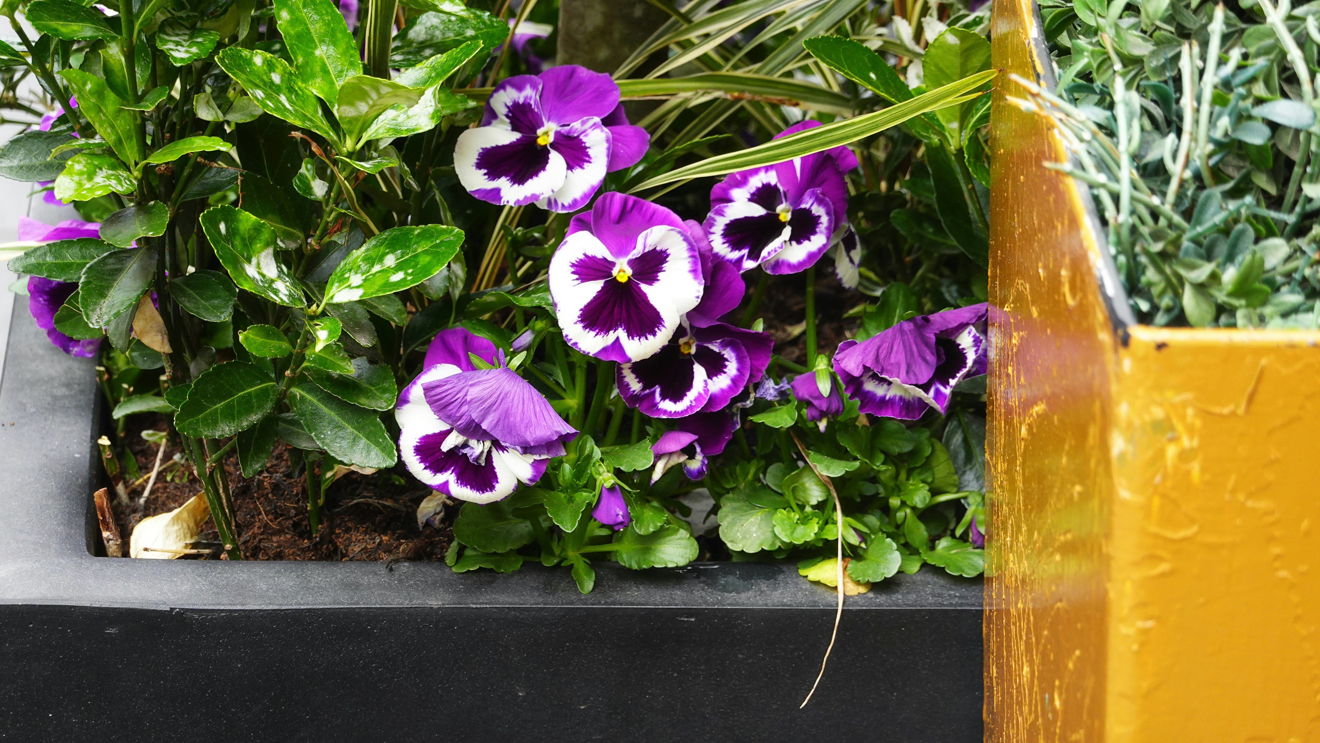 Purple Petals in a Verdant Bed