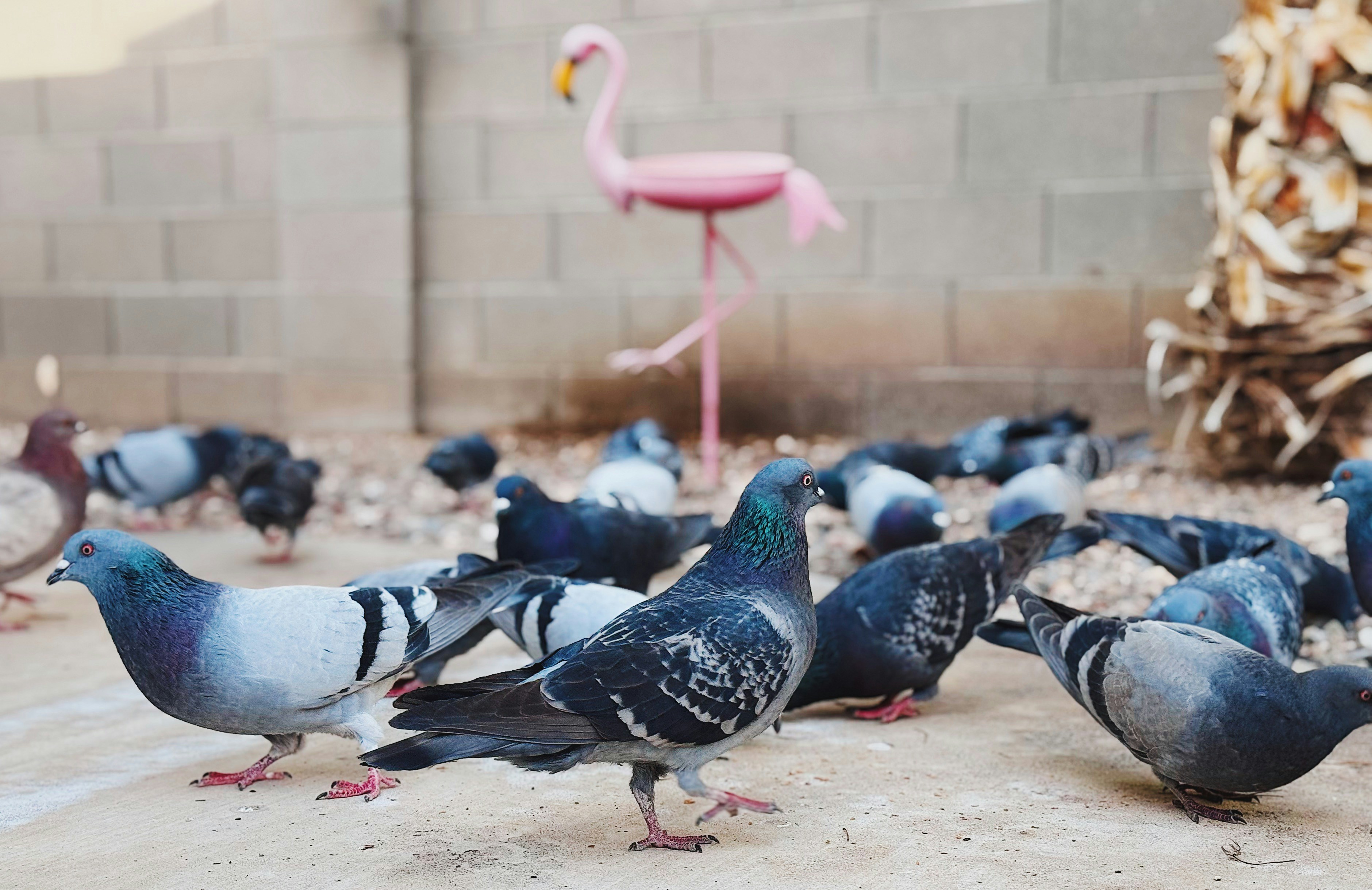 Flock of pigeons on sunlit courtyard with a pink flamingo statue in the background
