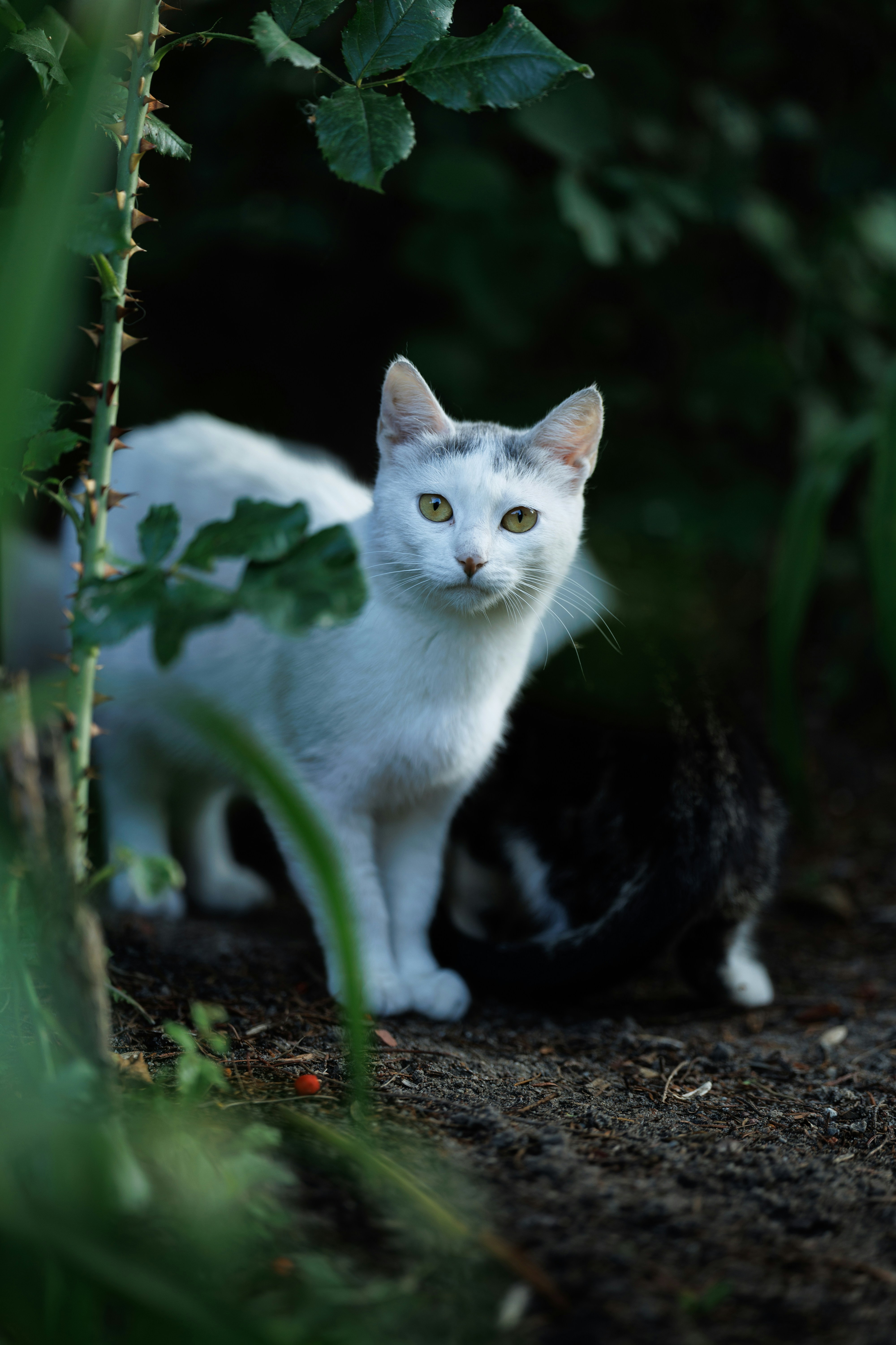 Whisper of a White Guardian in the Garden Shade
