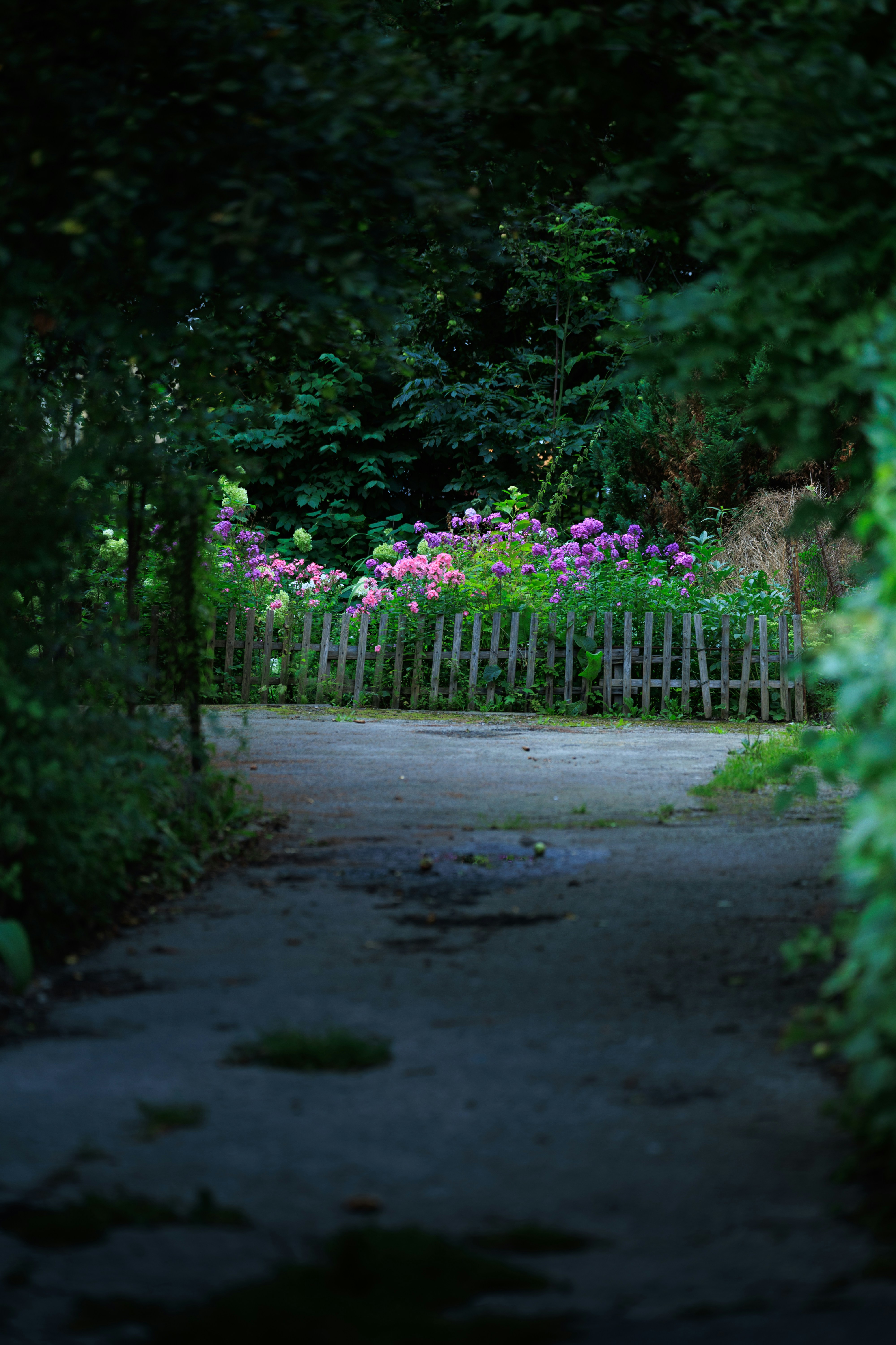 Hydrangea Border at the Garden Gate