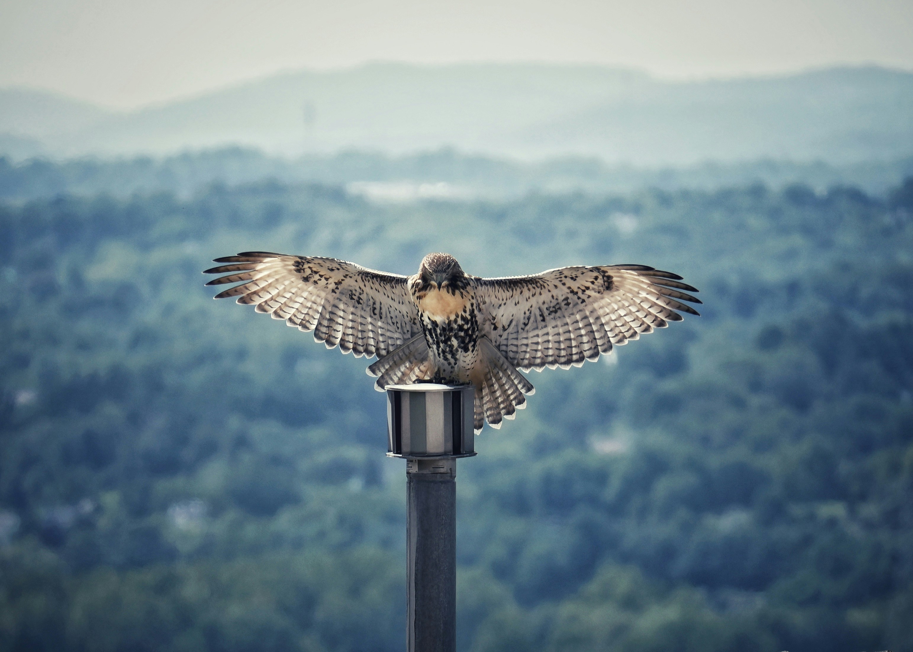 Hawk with Wings Woven Over a Summit Lamp
