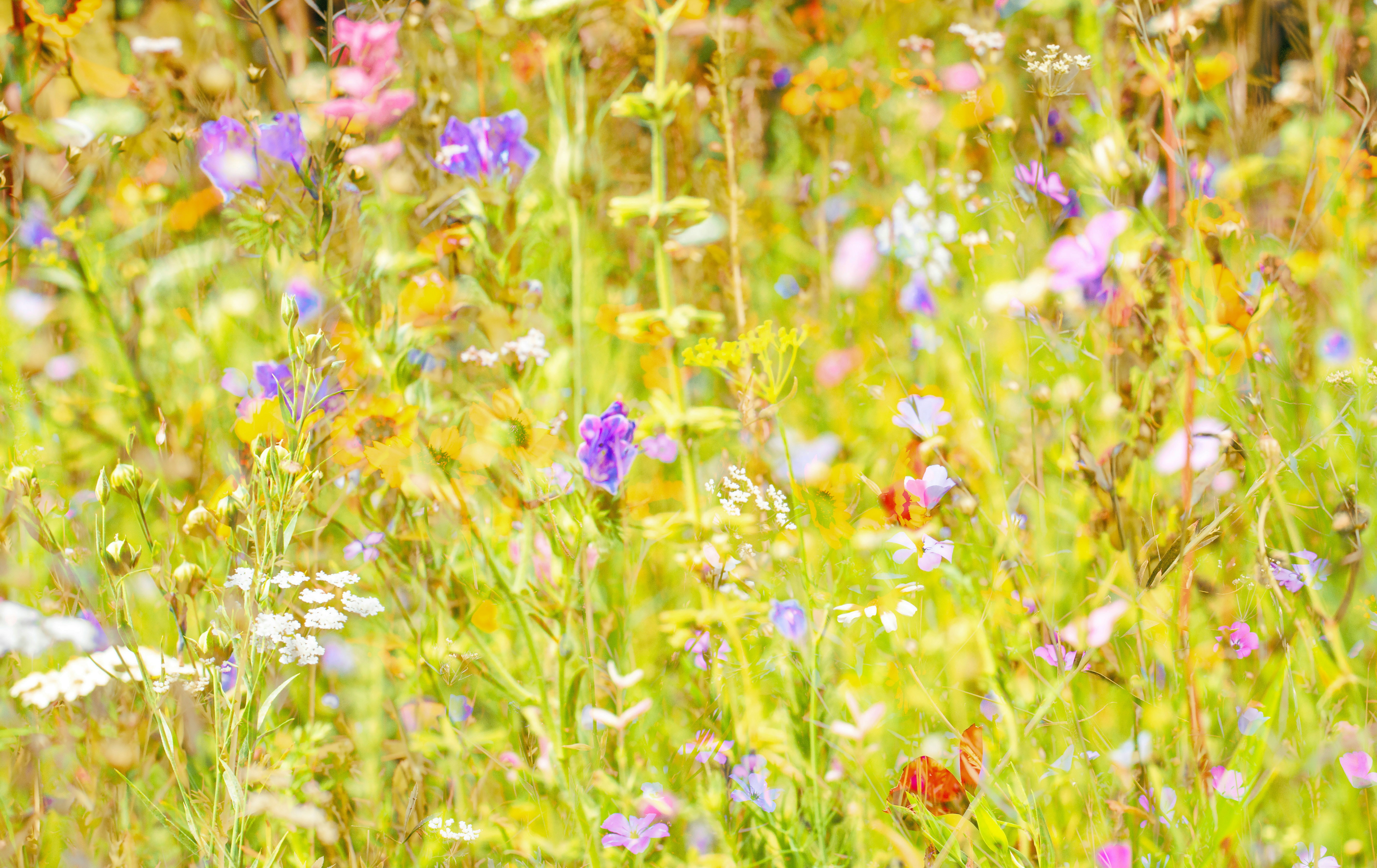  meadow in bloom: a sunlit tapestry of wildflowers