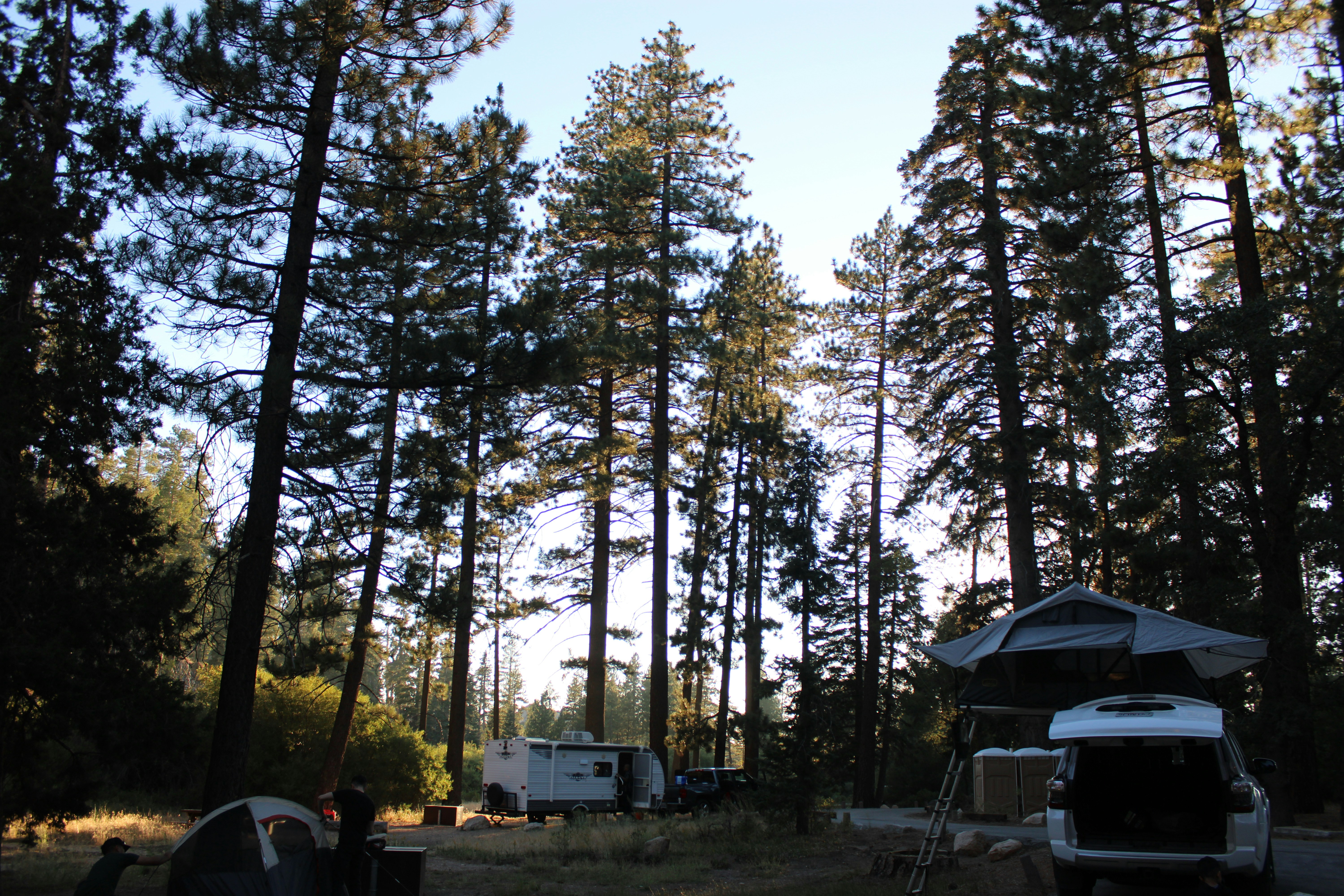 Sunlight filters through tall pines over a lakeside campsite with tents and vehicles, capturing a peaceful outdoor scene.
