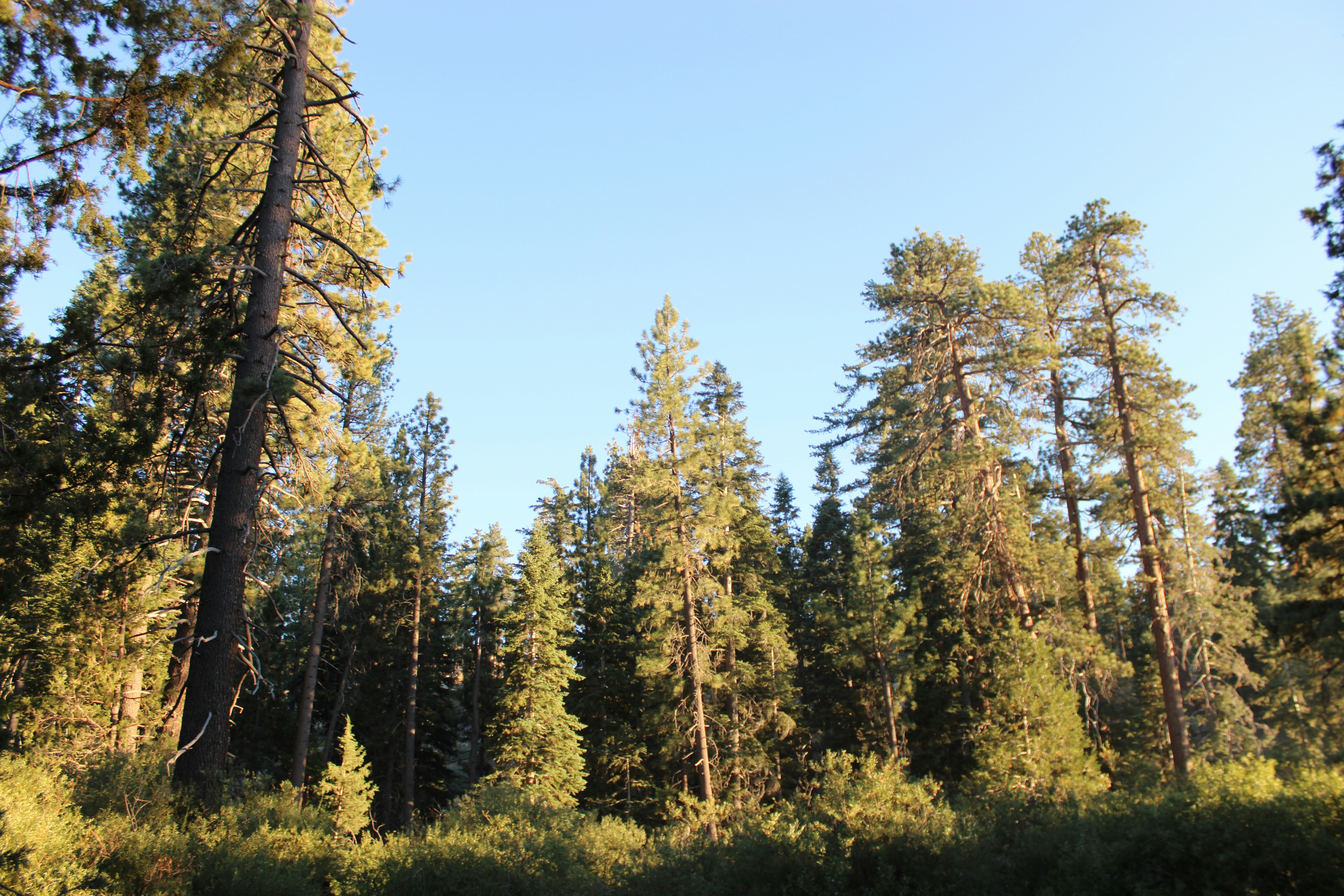 Sunlit Pines Under a Clear Spring Sky
