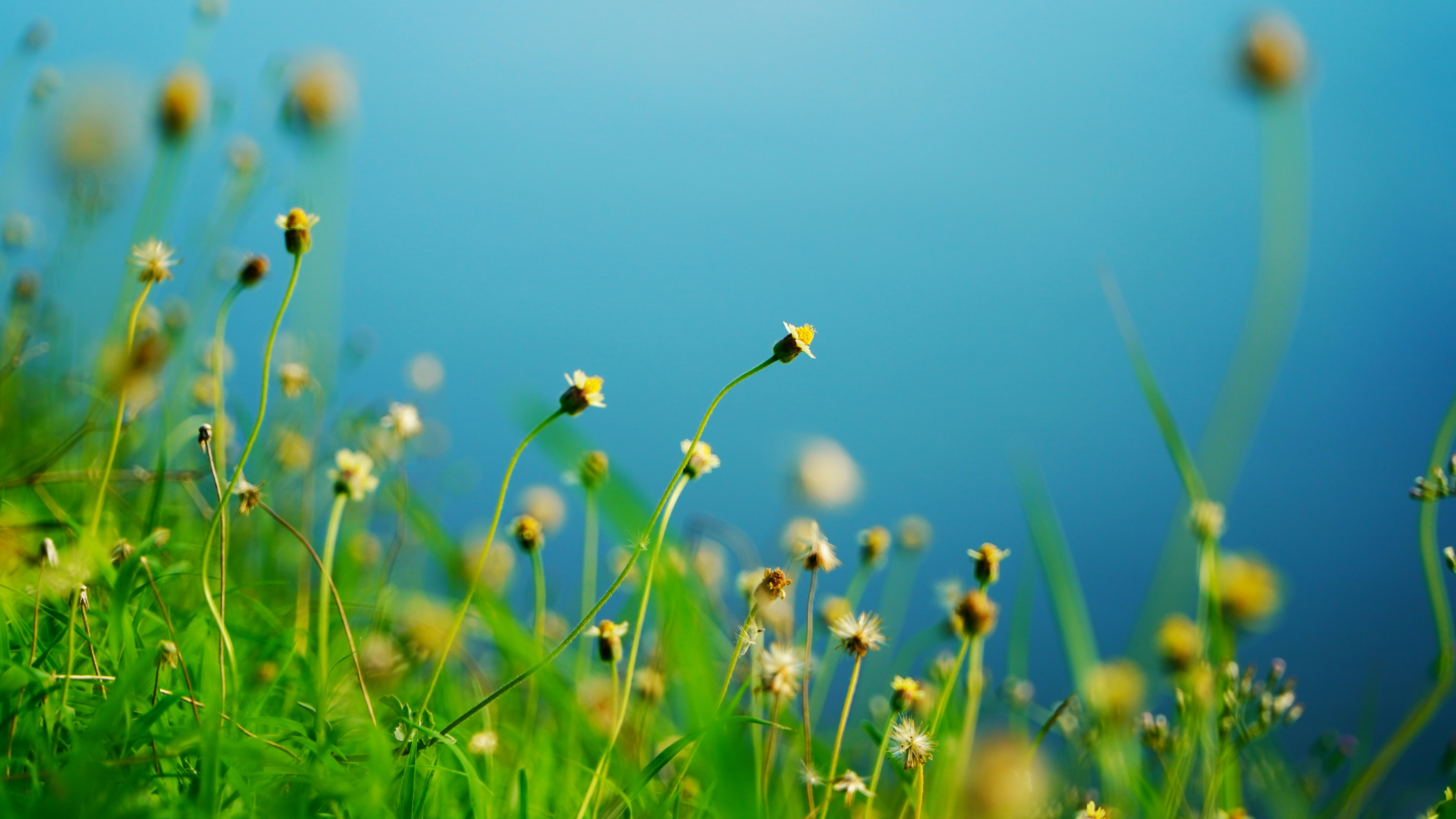 Dandelion Stems Reaching Toward a Cerulean Sky
