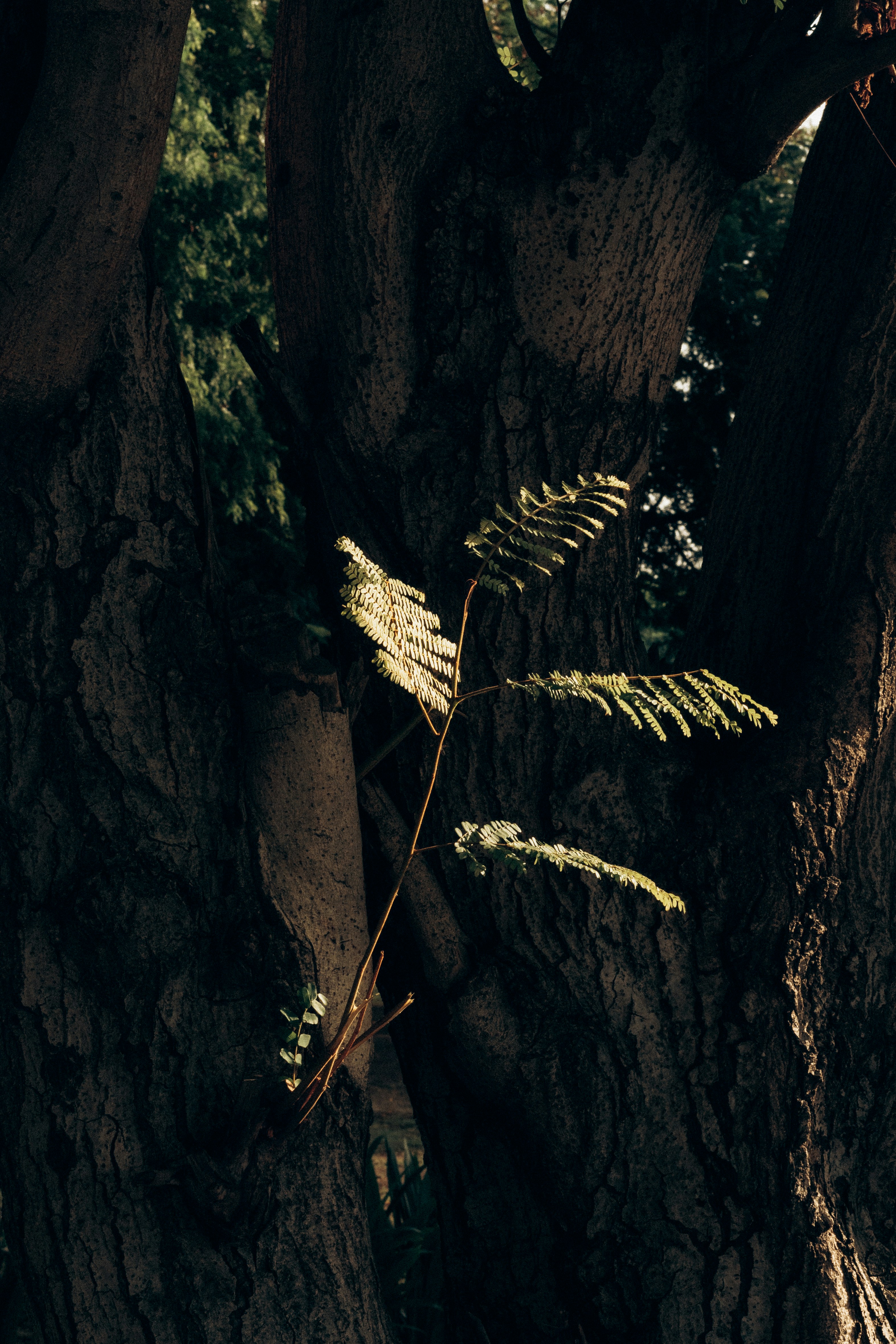 Sunlit Fern Frond Rising Between Ancient Bark