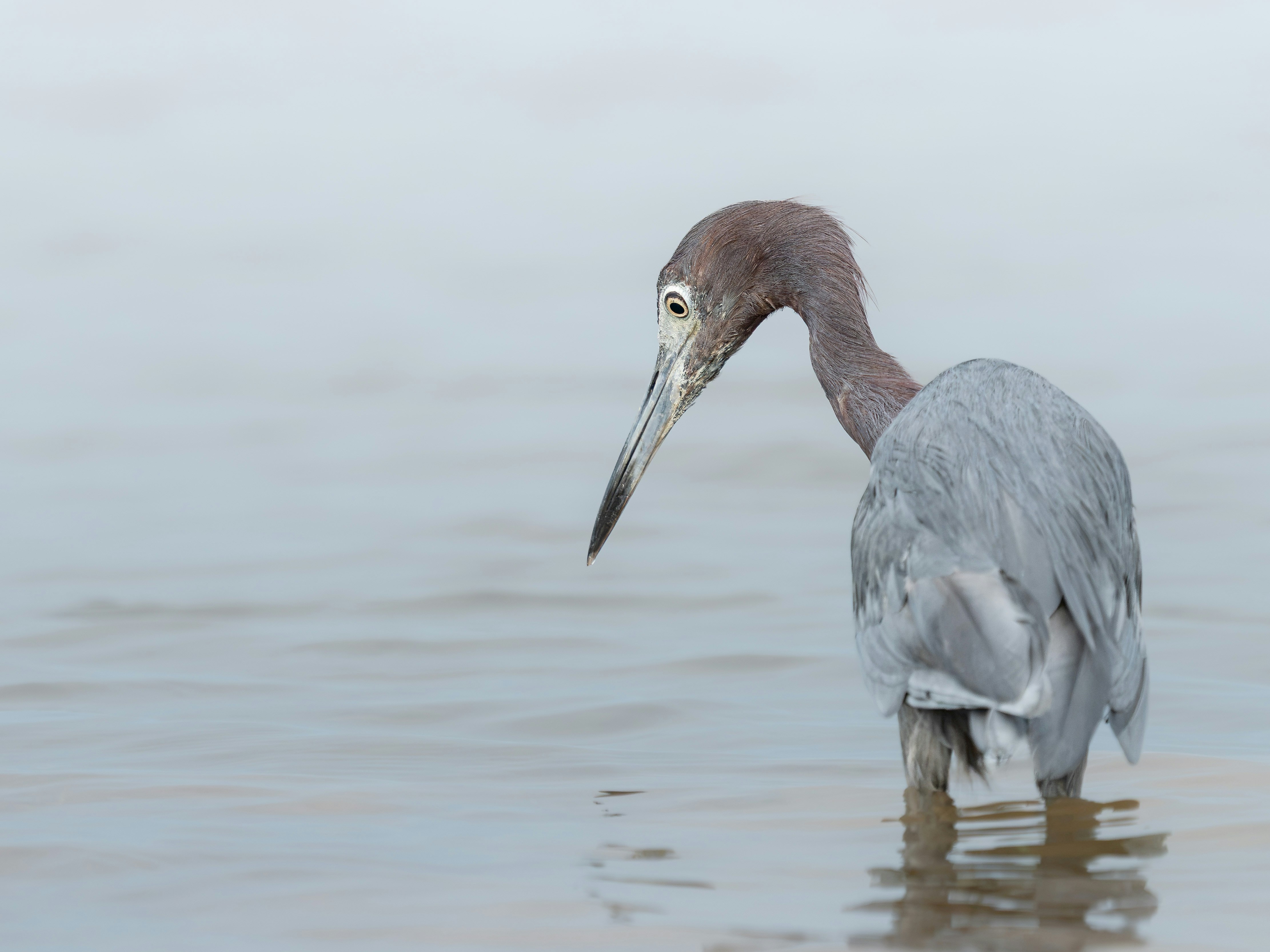 Silhouette of a Tranquil Heron: A Moment at the Waterline