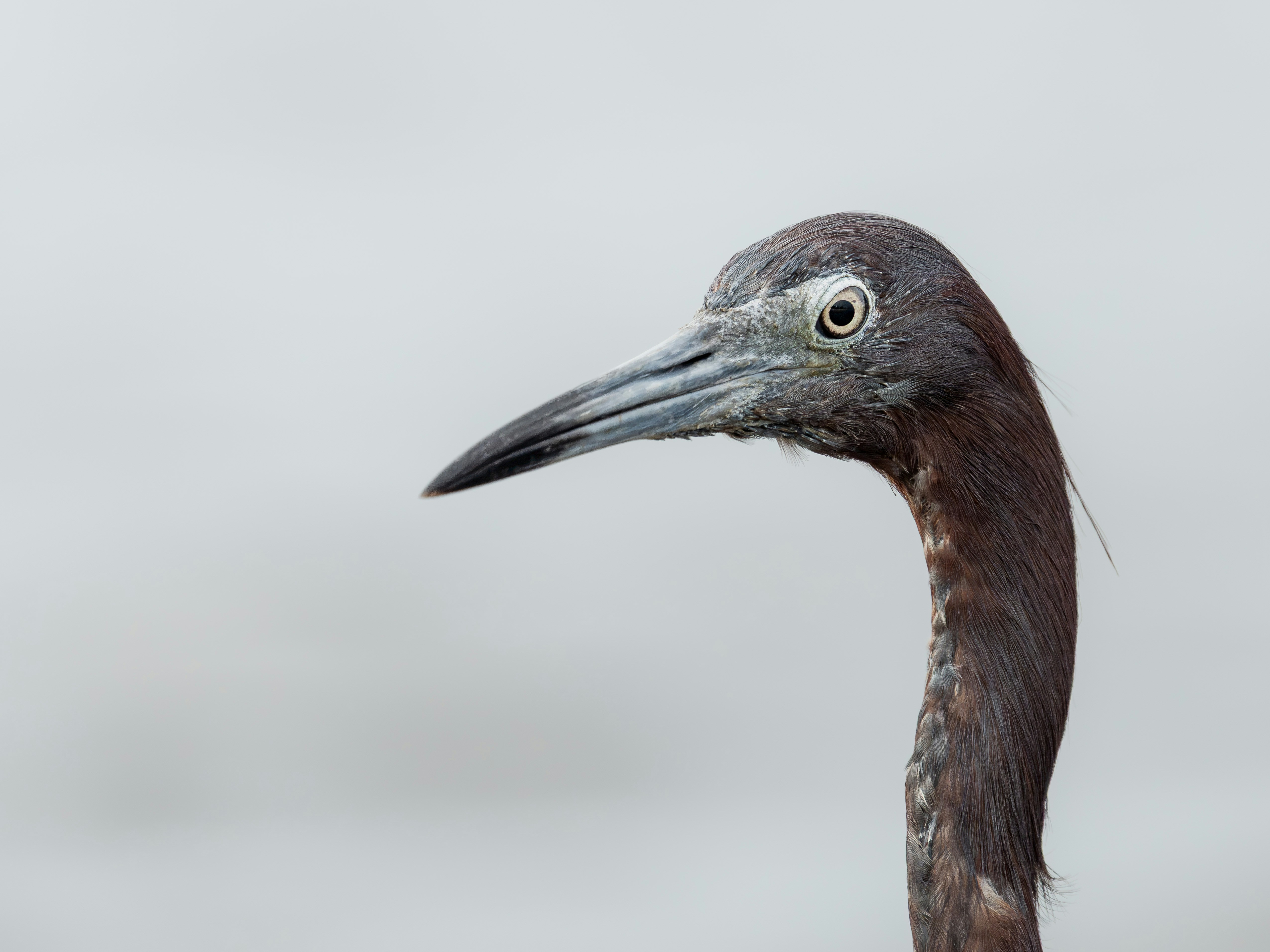 Long-necked sentinel: close-up of a sleek heron in profile