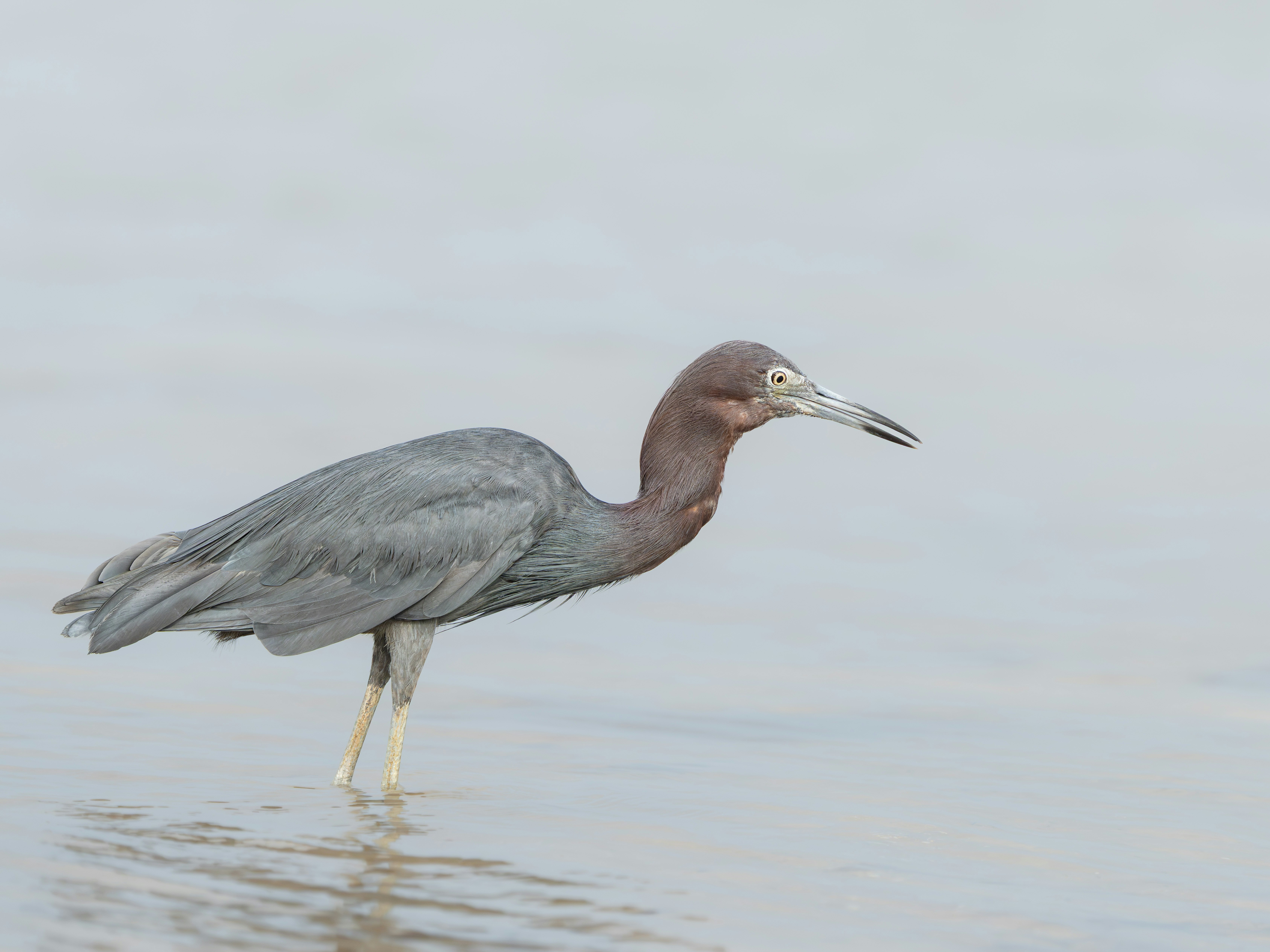 Heron in Shallow Light: A Quiet Hunt at the Waterline