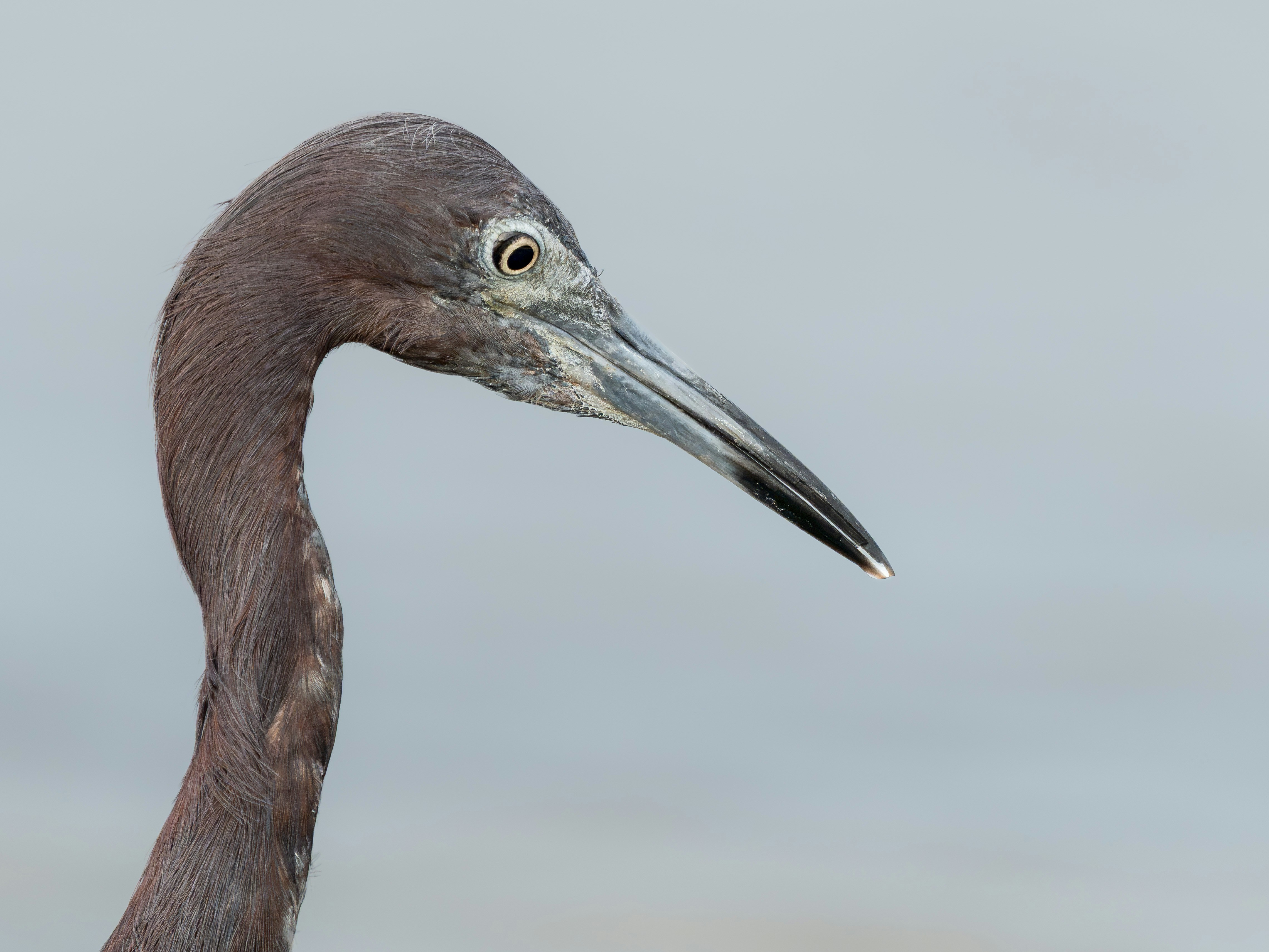 Heron with a Watchful Gaze: A Close Portrait by the Shore