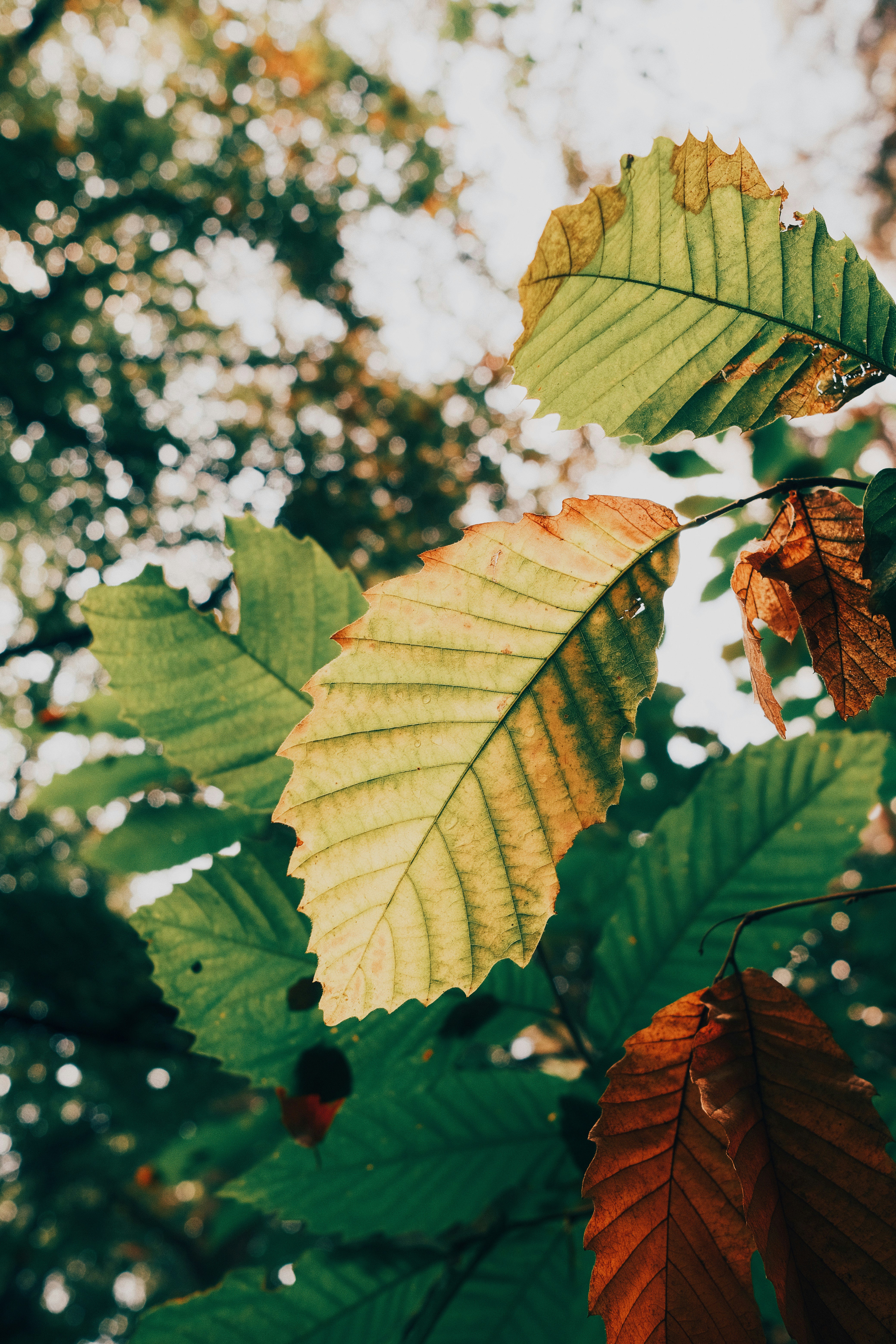 Close-up of vibrant autumn leaves catching dappled sunlight, with green, yellow, and brown tones against a blurred tree canopy background. A natural close-up shot emphasizing texture and color.