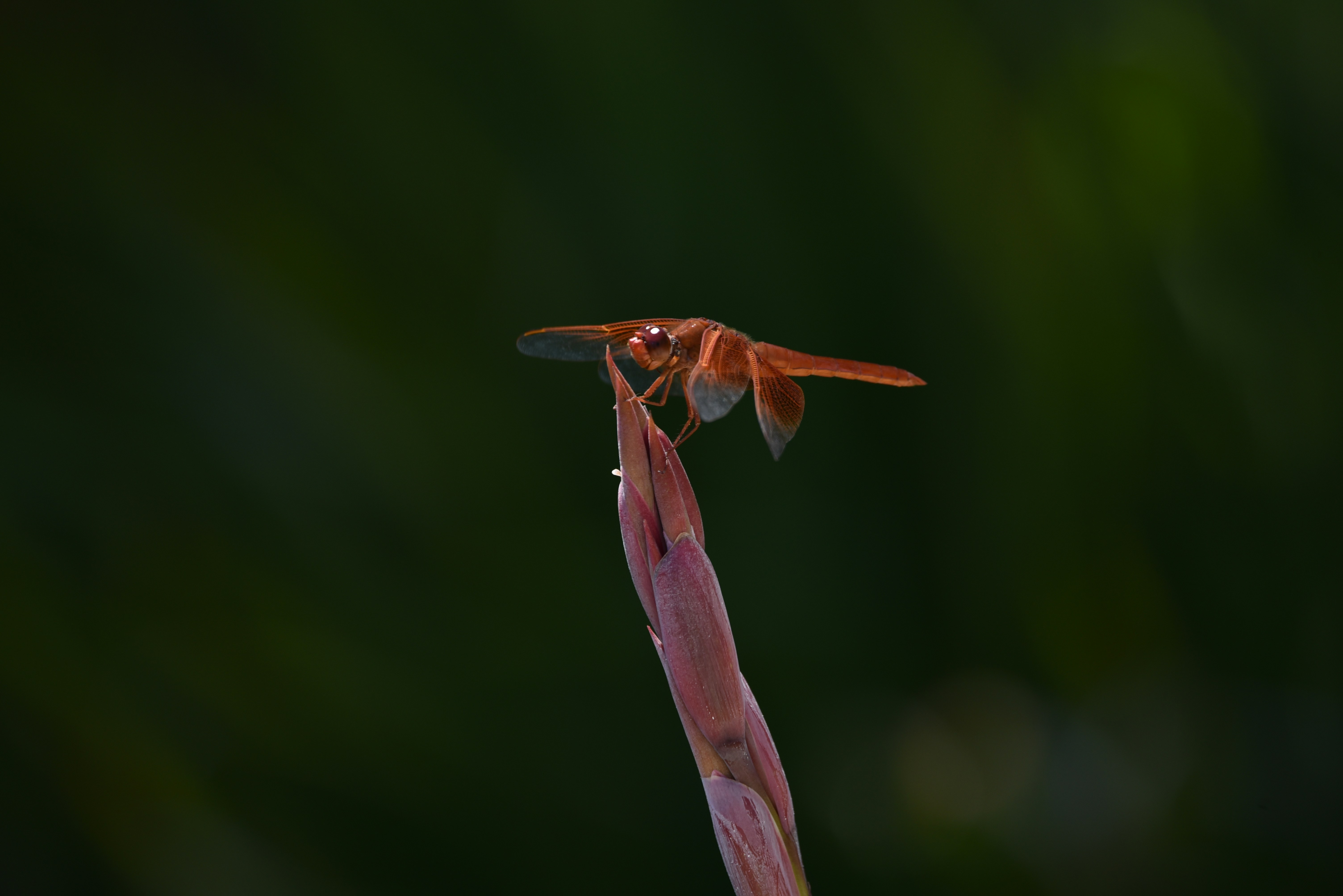 Red-winged Dragonfly perches on a pale stem against a dark-green backdrop