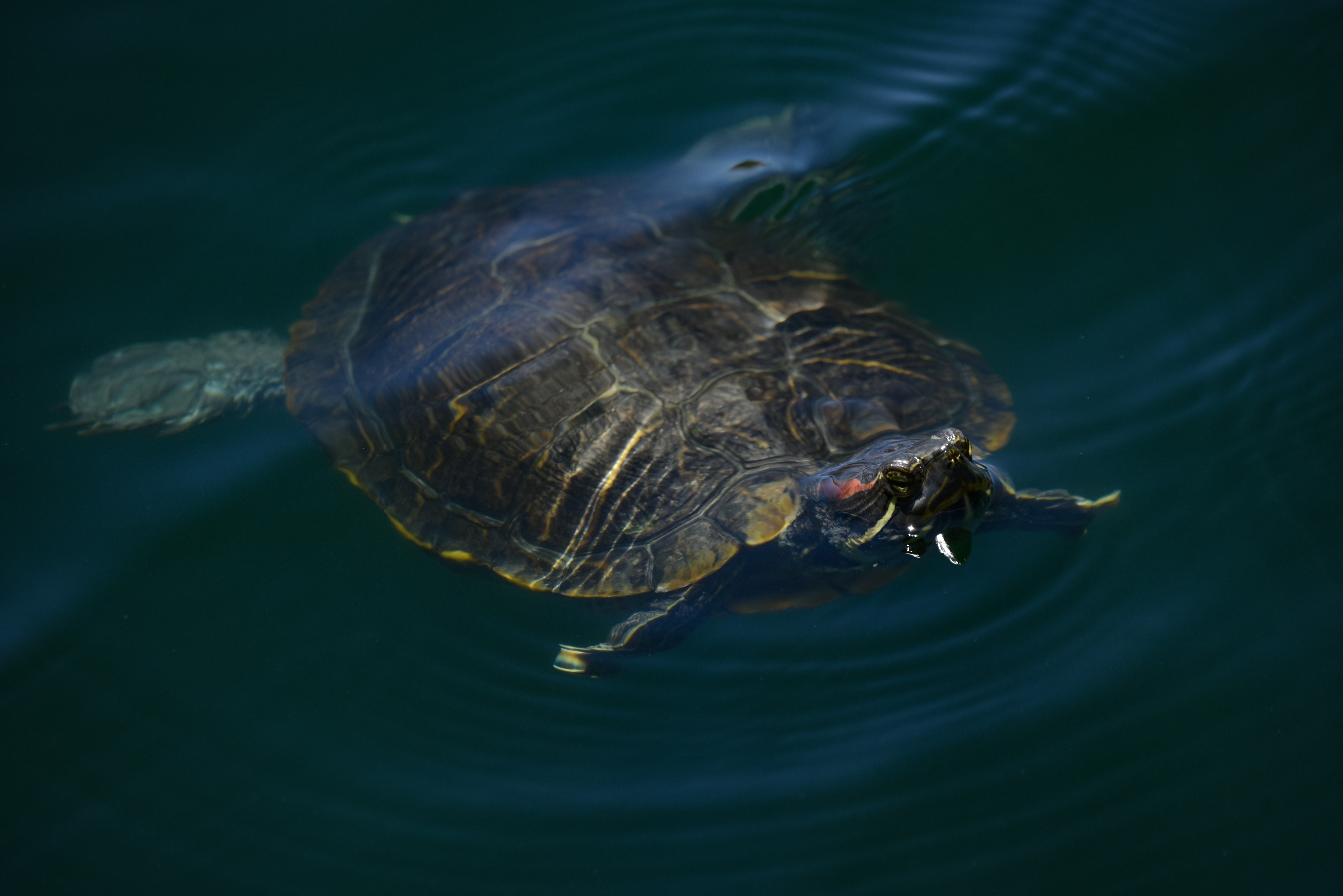Night Dive: A Green Sea Turtle Gliding Beneath Quiet Waters