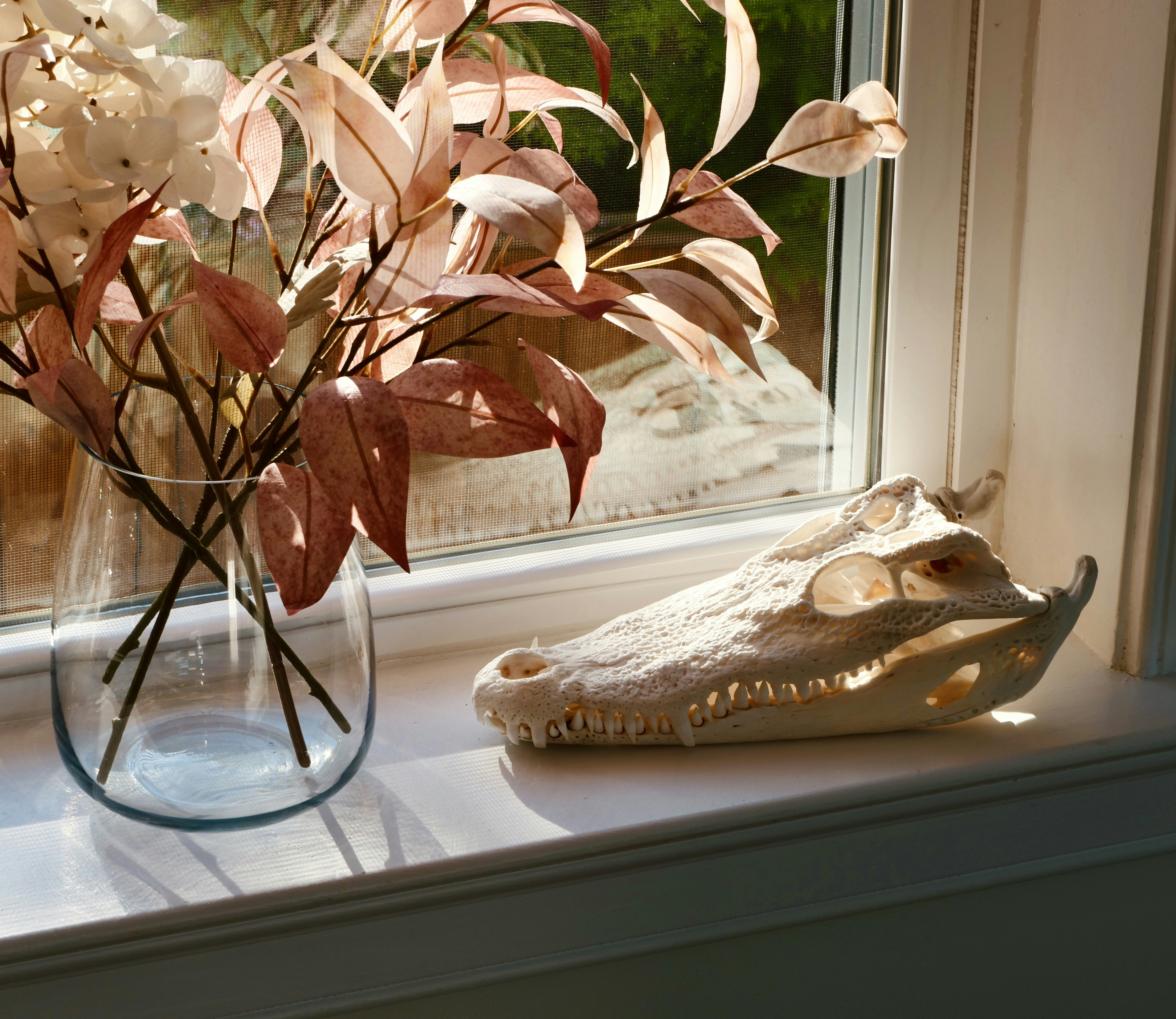Window Sill Still Life with Dried Leaves and Skull