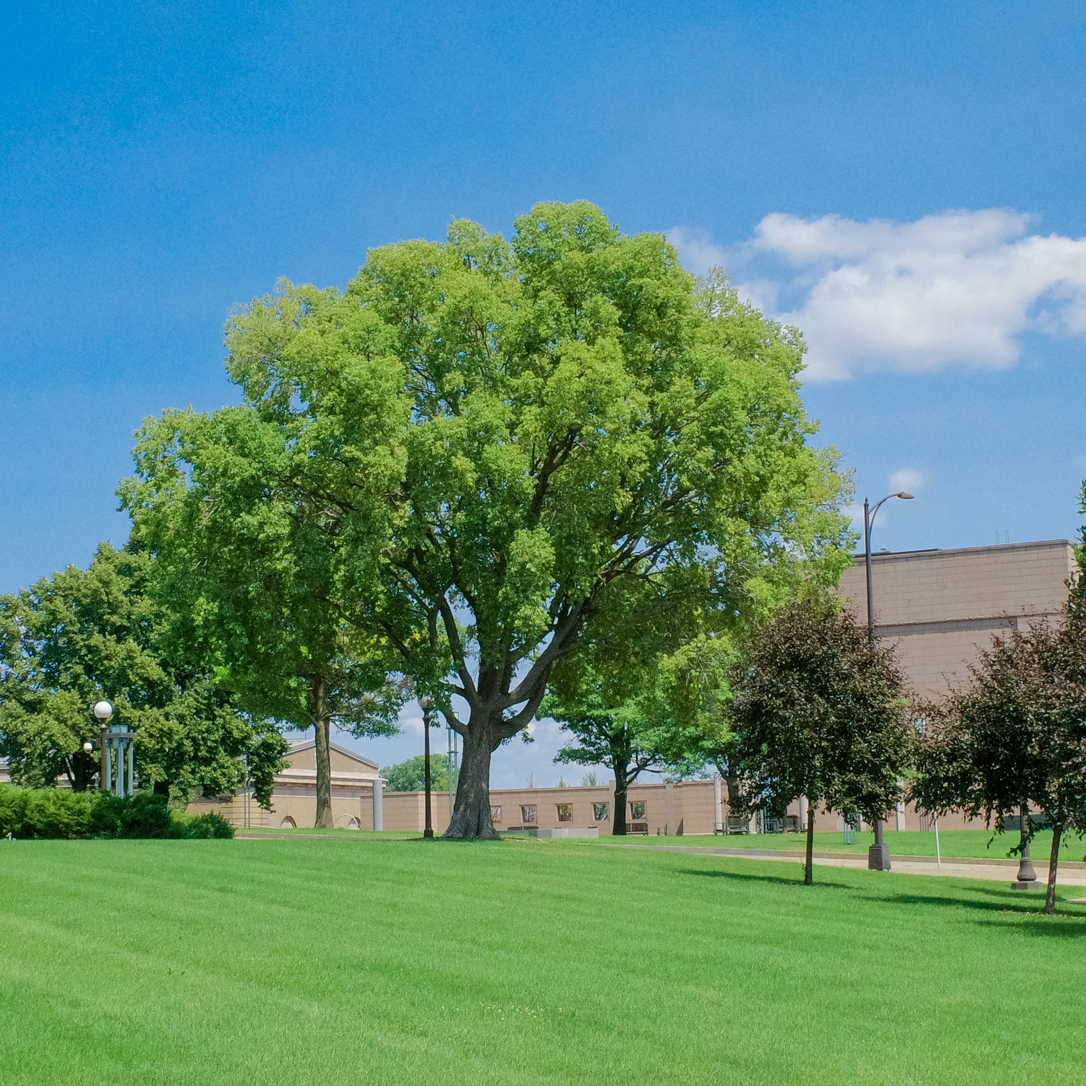 Lone Tree Standing Guard over a Sunlit Campus Lawn