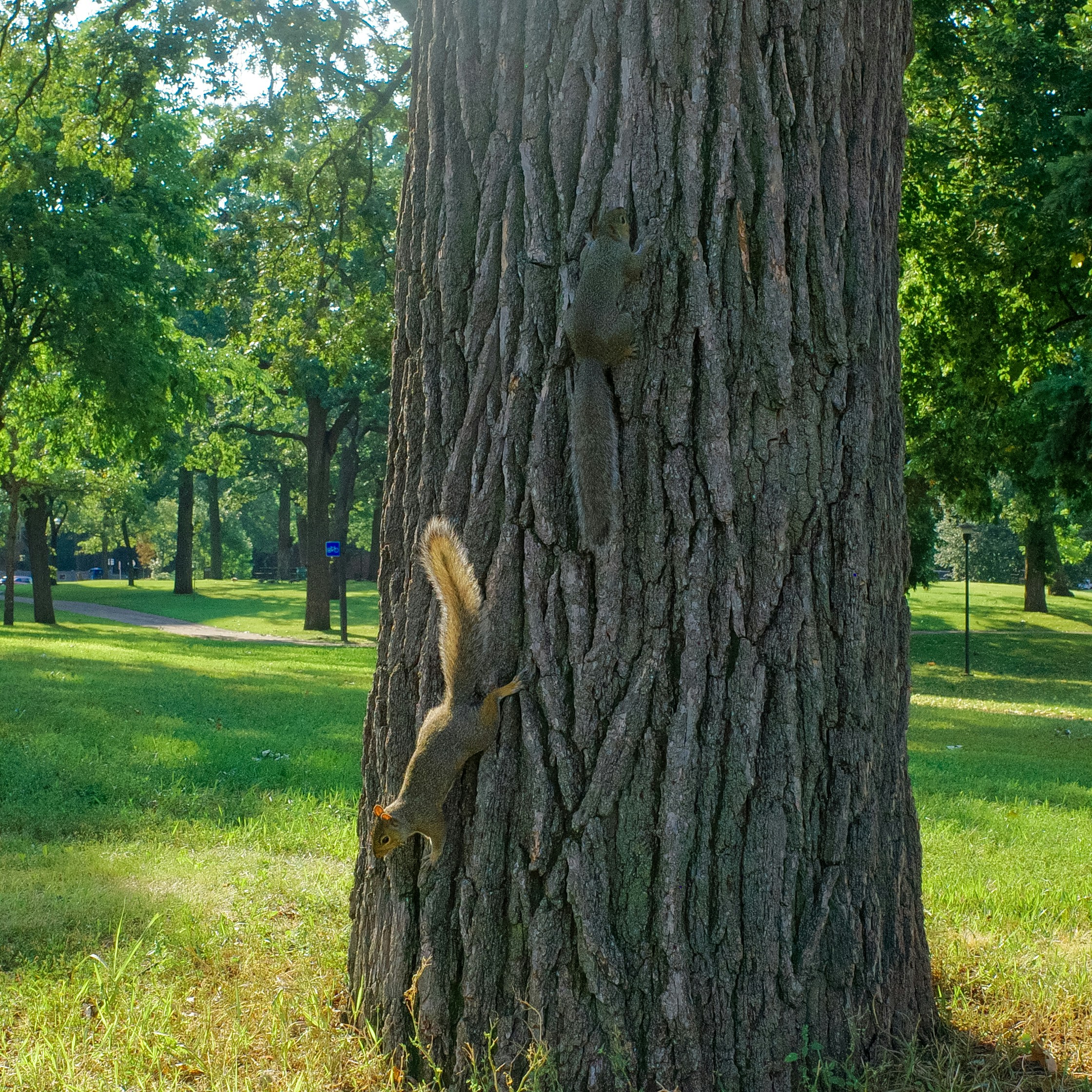 Bark and Squirrels: A Gnarled Trunk in Morning Light