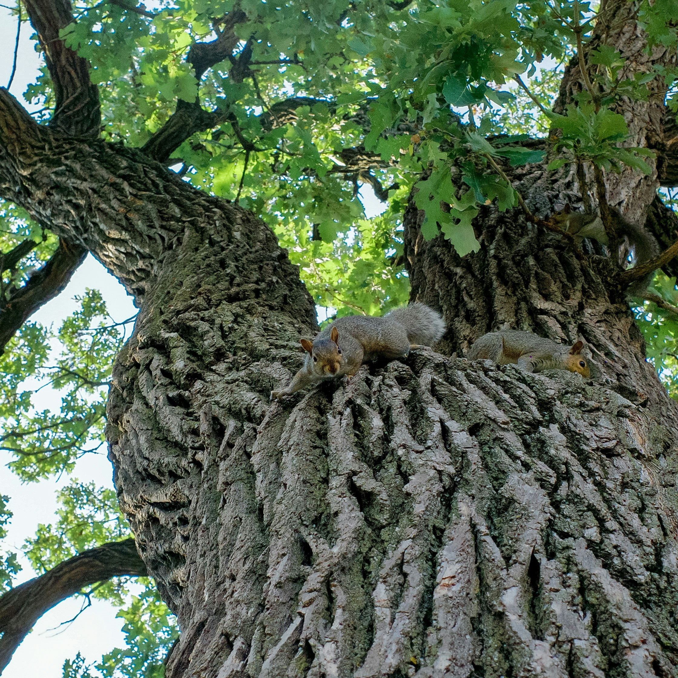 Squirrel Trio Reposing on a Majestic Tree Trunk
