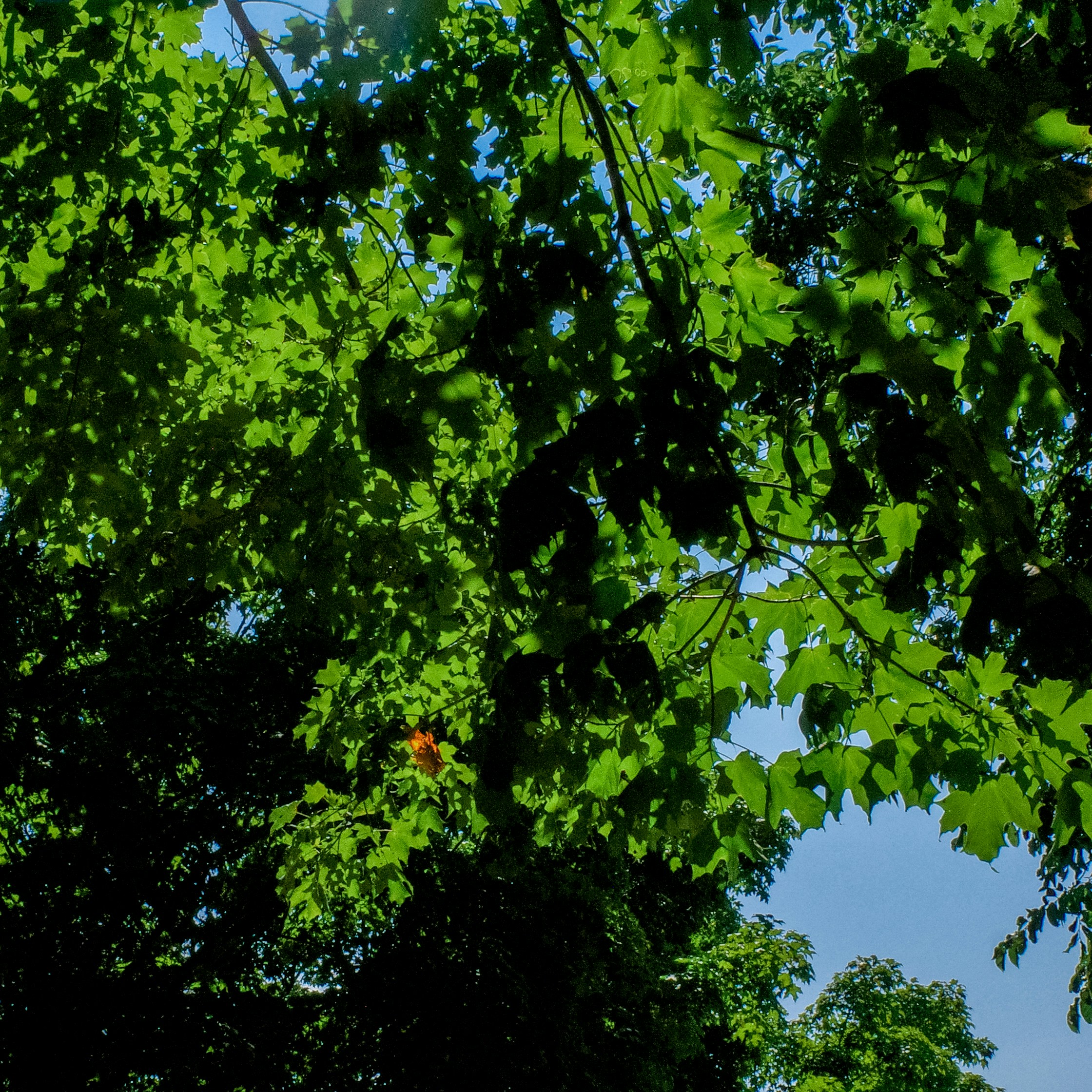 Sunlit Verdure: Patchwork of Leaves Against a Clear Sky
