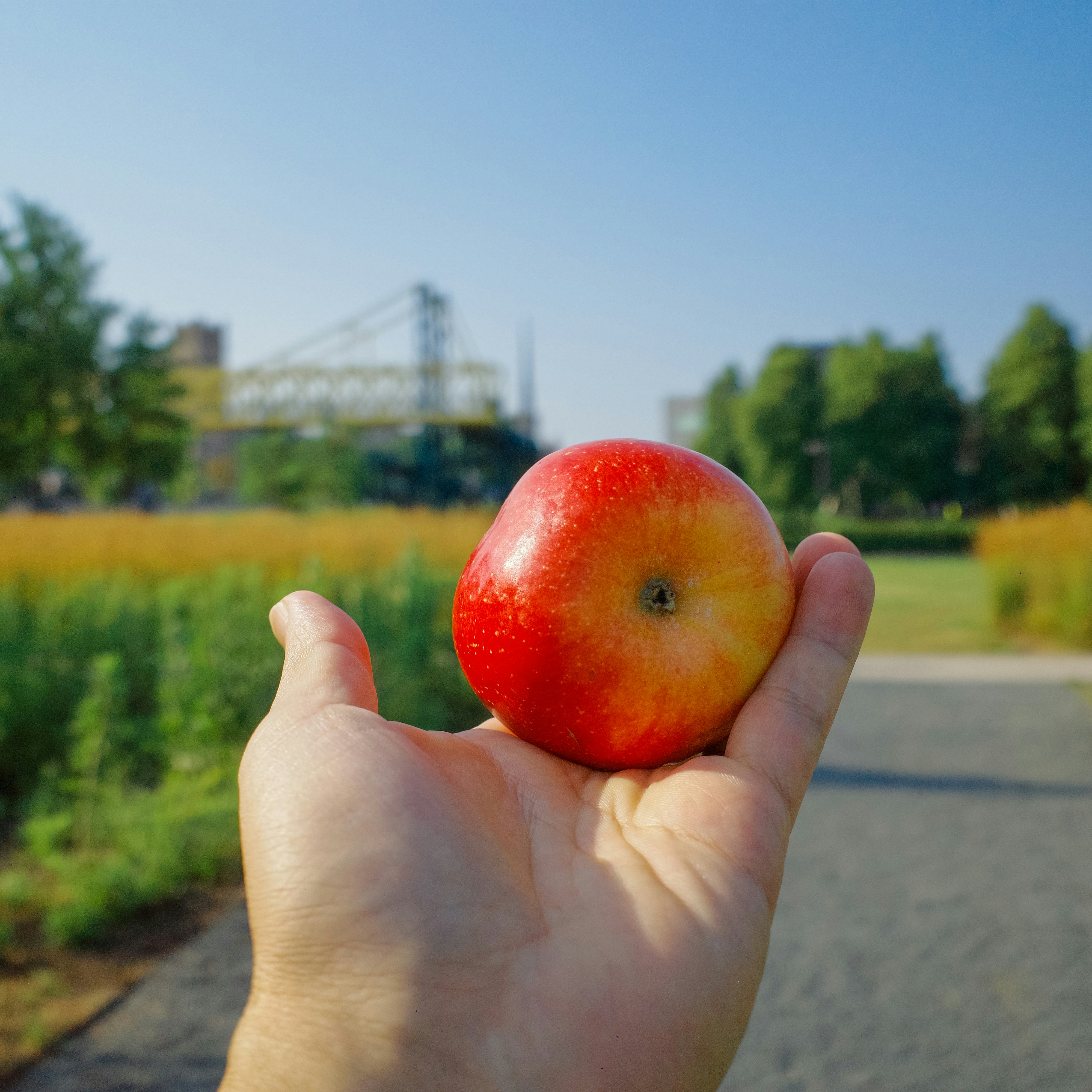 Crimson Apple in Hand: A Sunlit Moment Amid Quiet Park Trails