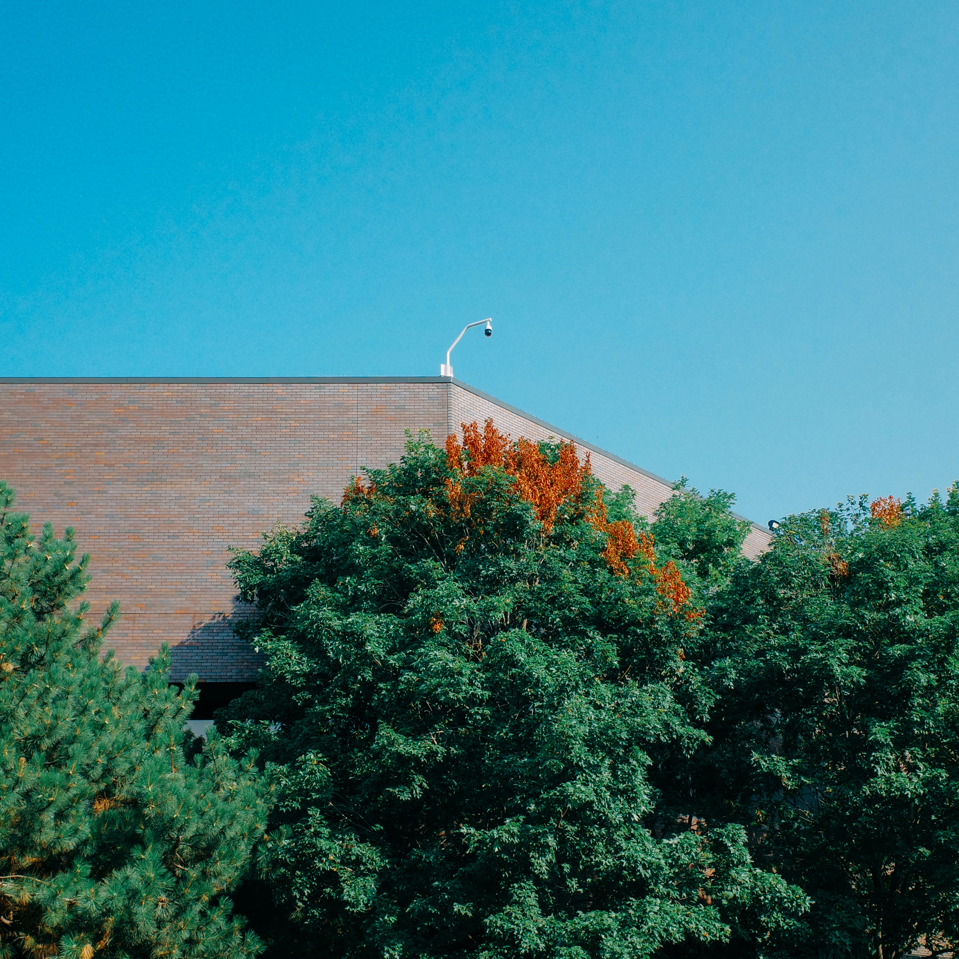 Brick Facade Peeking Above a Canopy of Green