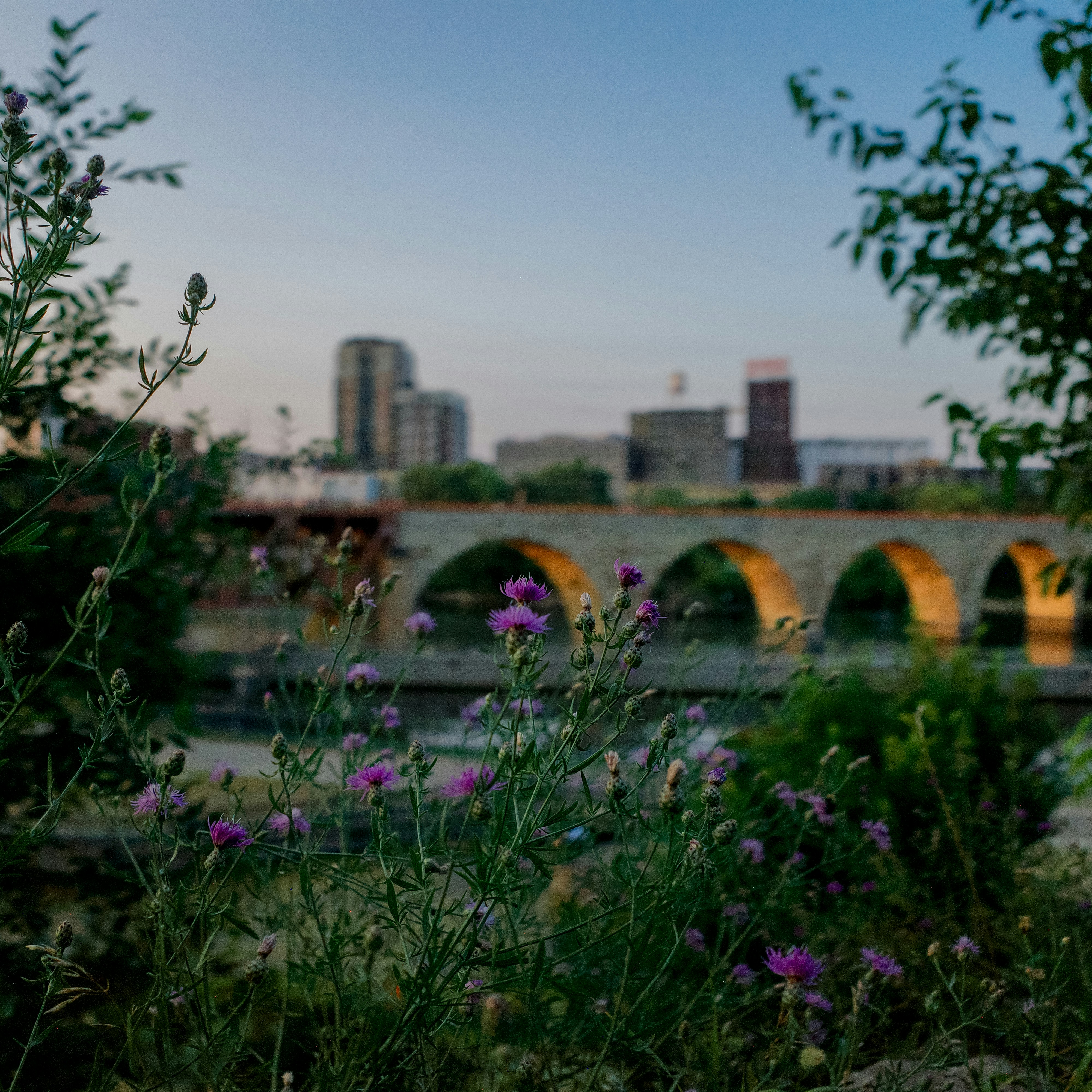 Wildflowers in Focus: A Quiet Riverside View Through the Arches