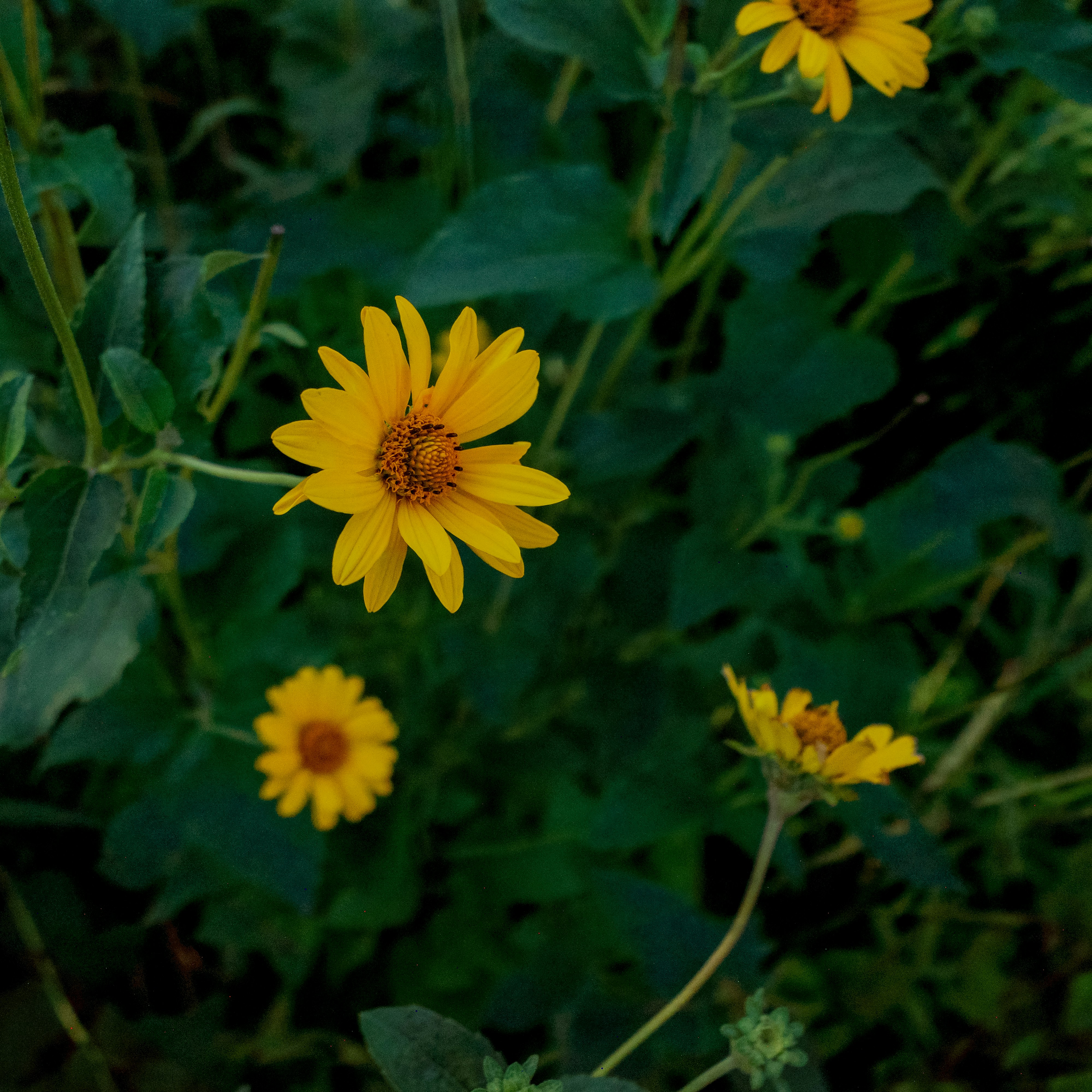 Sunlit Yellow Bloom Anchored Among Green Vines