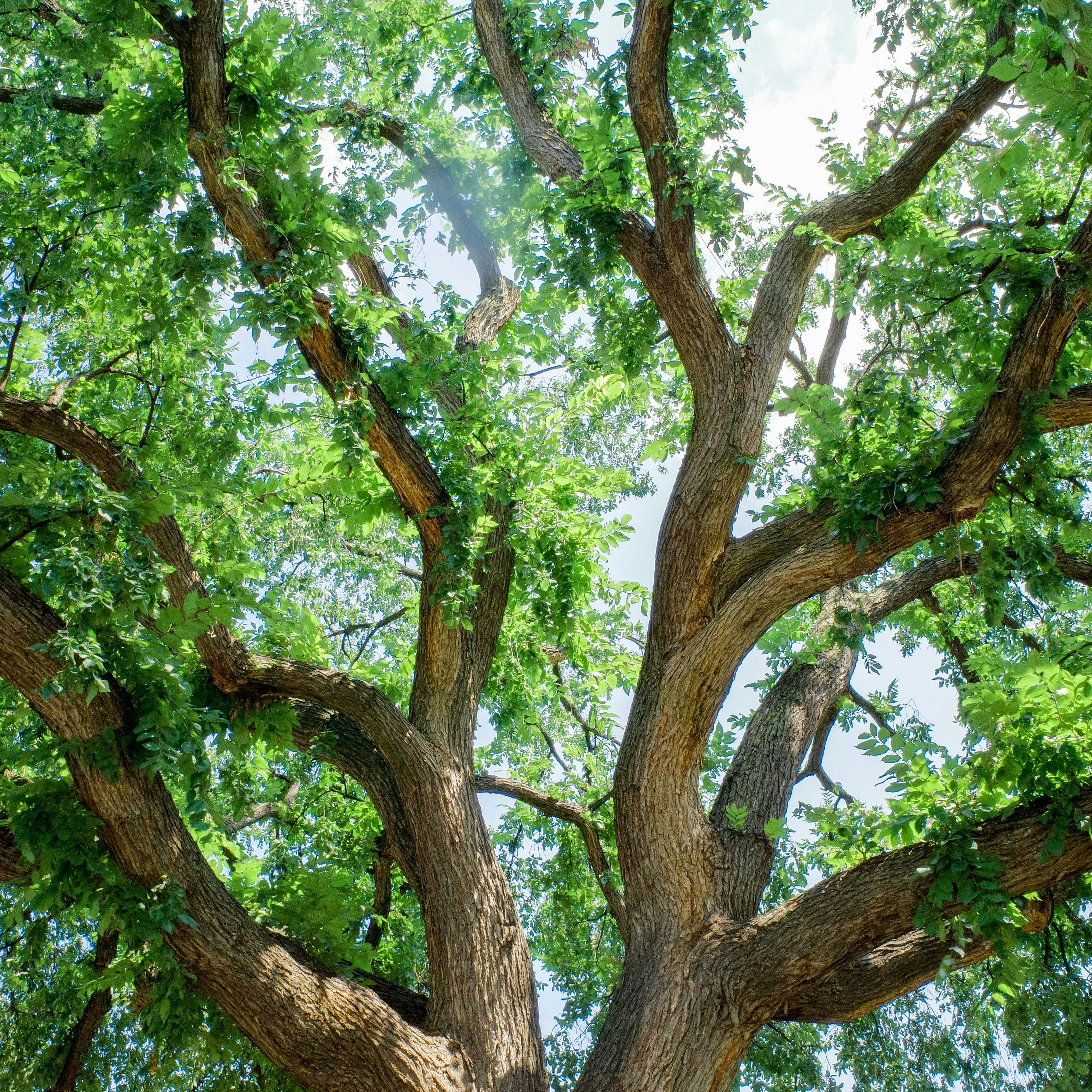 Verdant Cathedral: Sunlit Oak Canopy Reaching for the Sky