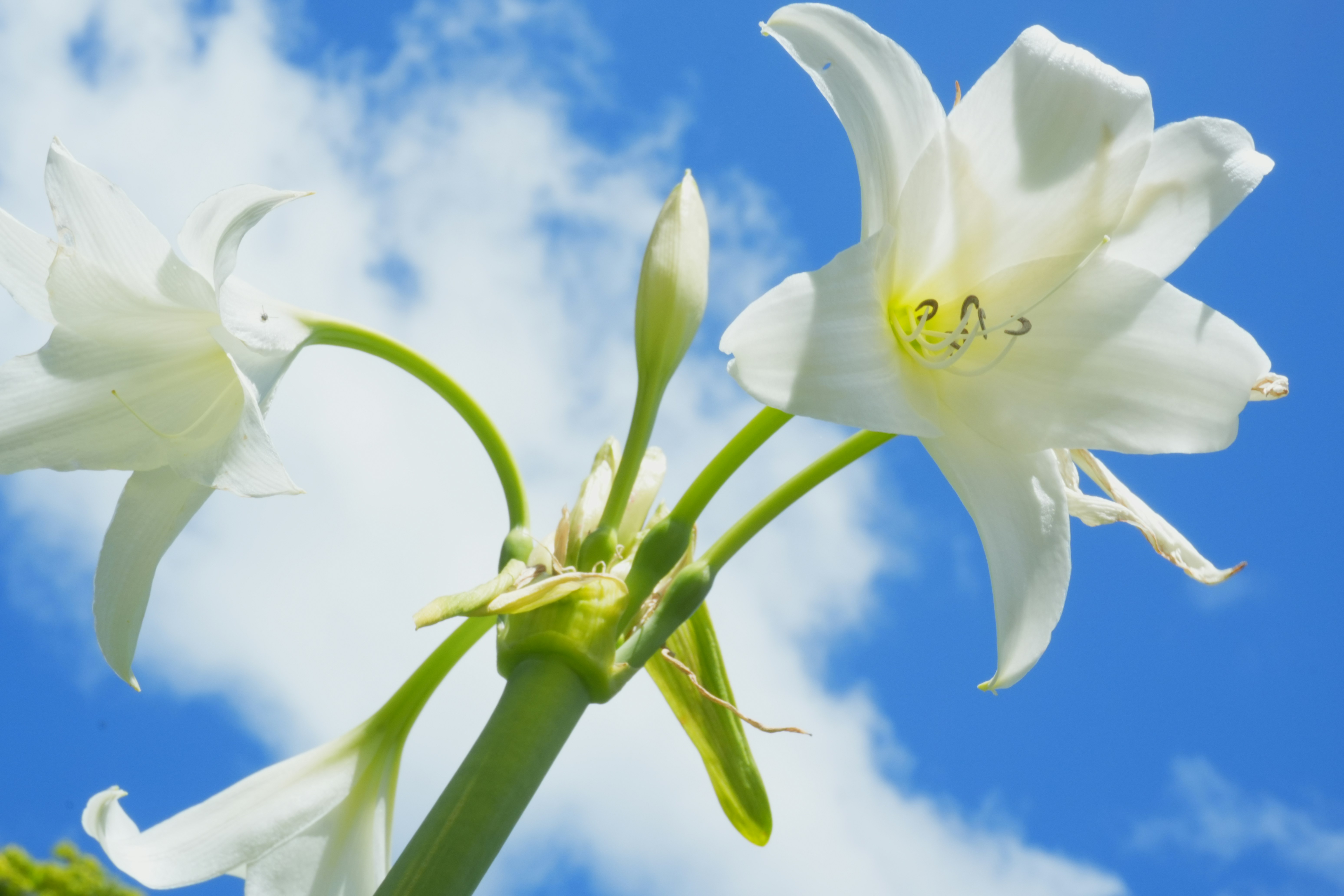 White trumpet flowers stretch upward against a bright blue sky, with green stems forming a dynamic arc.