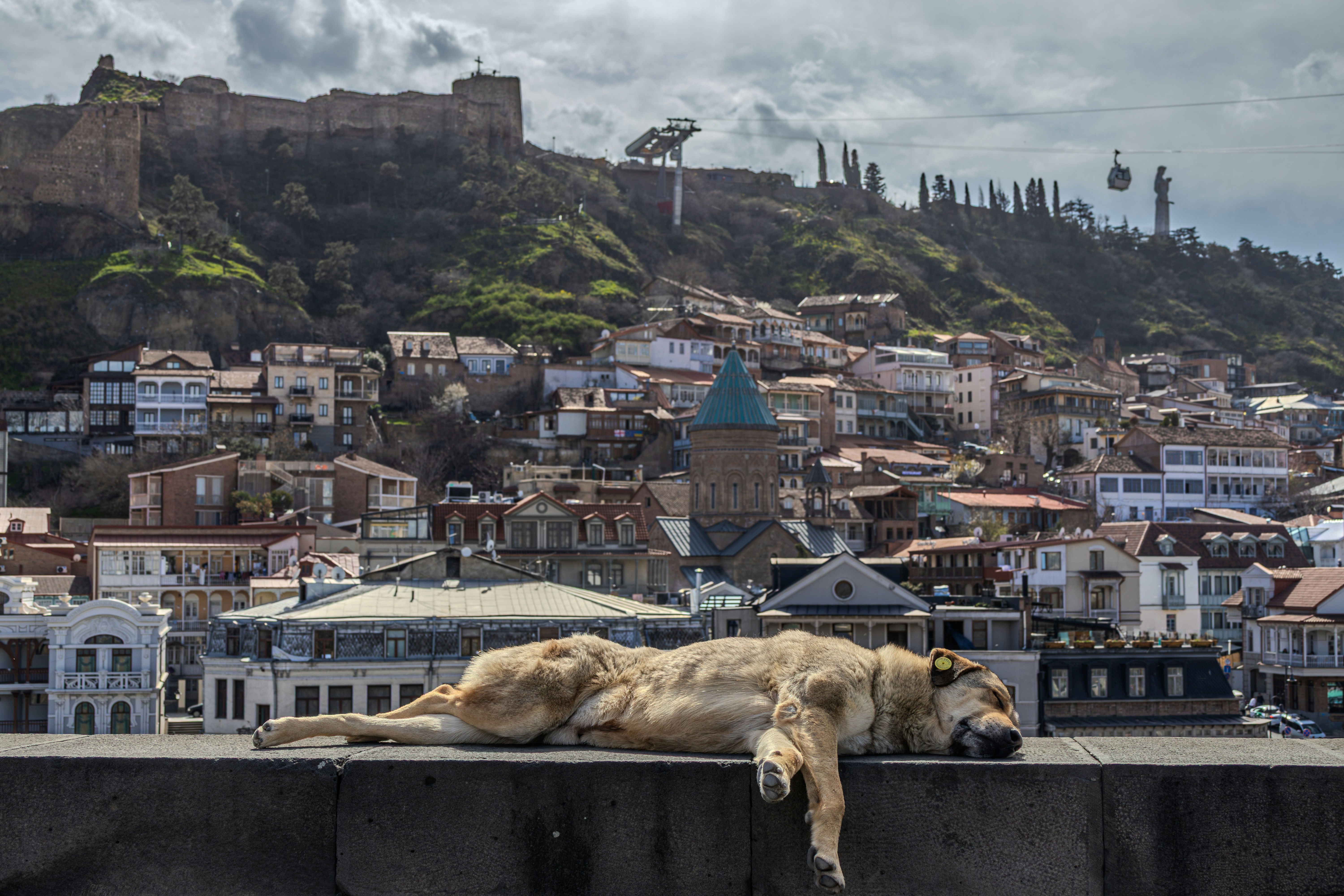 Roof-Top Rest: A Sunlit Greyhound Repose Over City