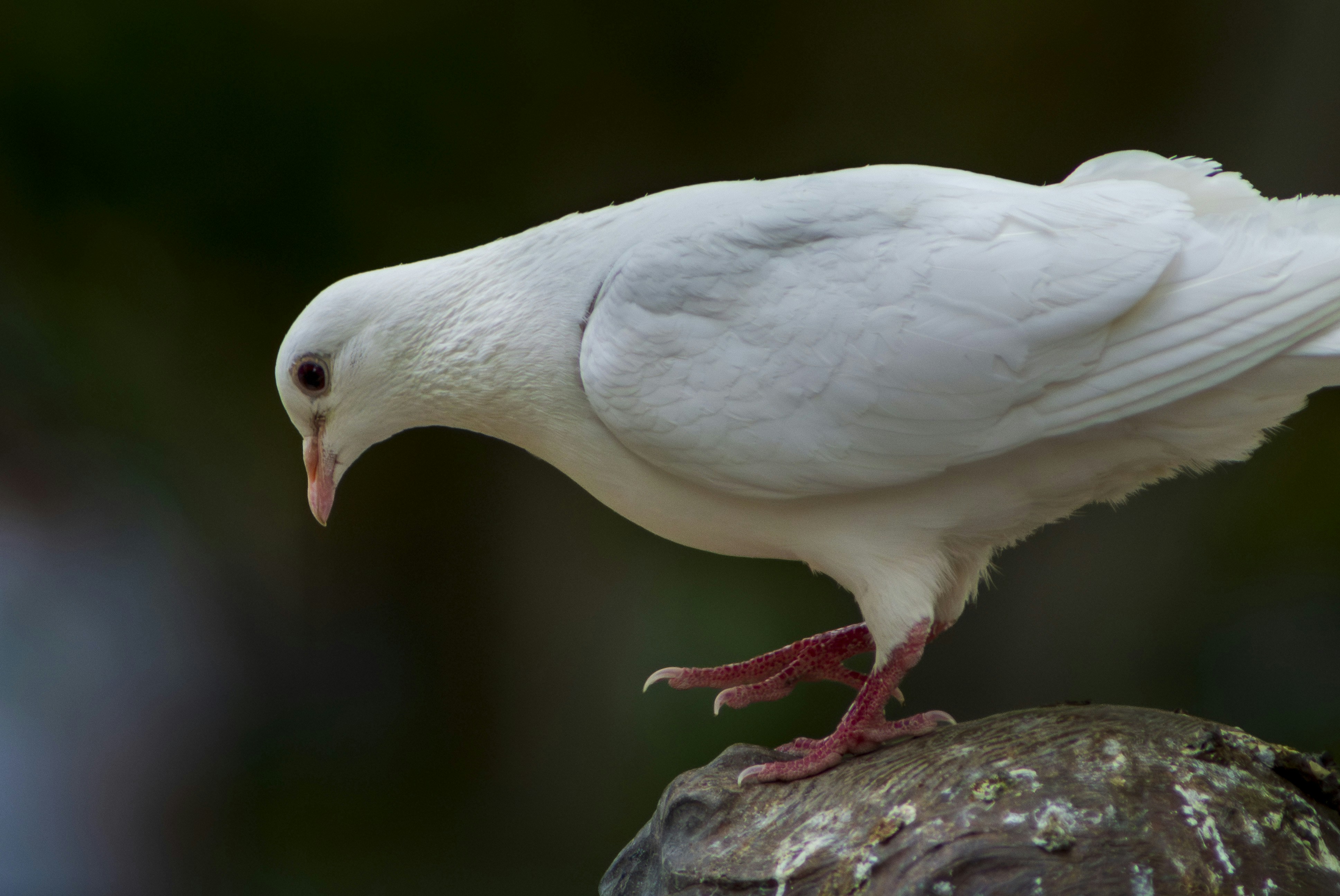 The White Dignitary on a Weathered Perch