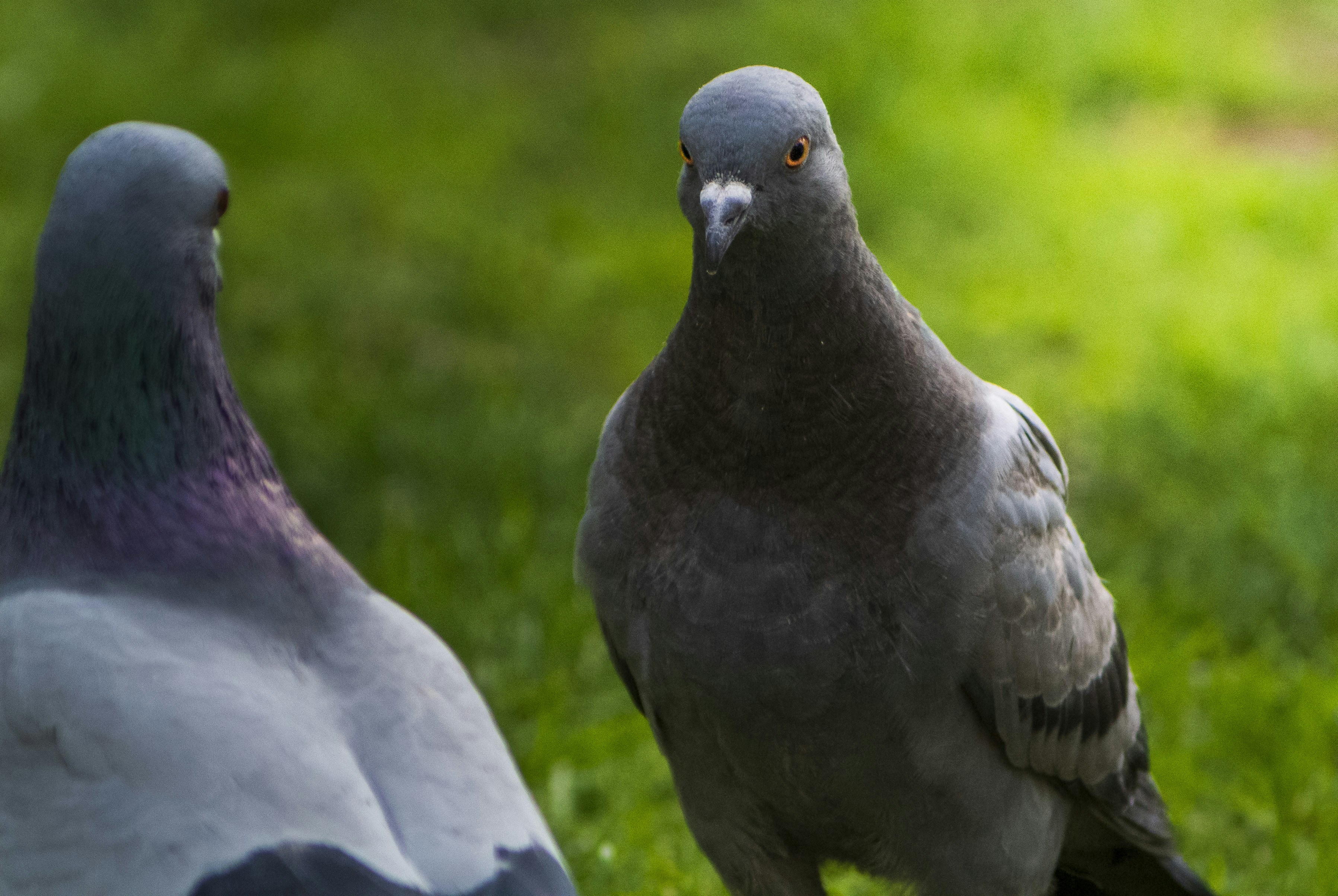 Two Pigeons in a Sunlit Green Field