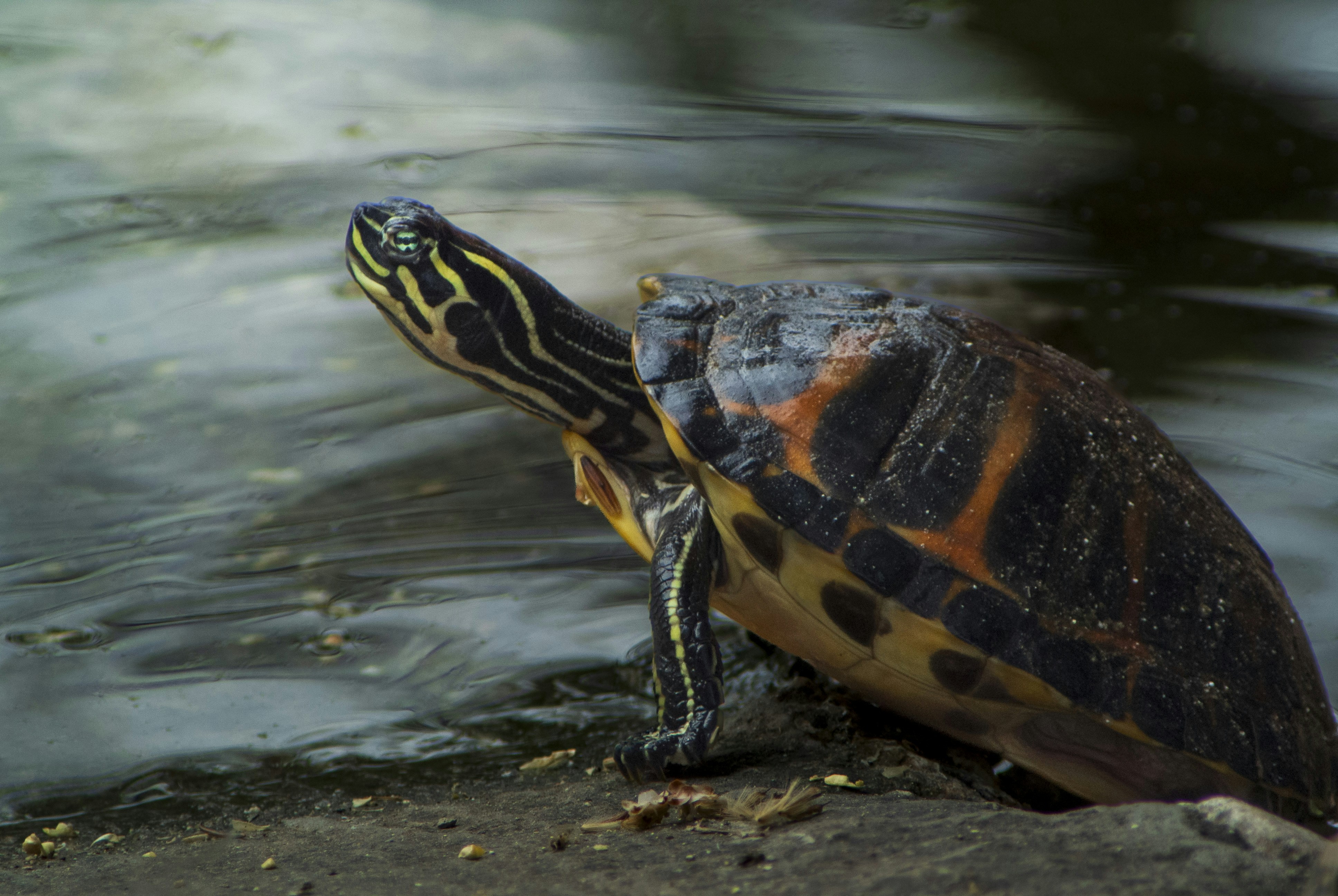 A painted turtle rests on a muddy bank beside a reflective pond, its patterned shell and vibrant stripes clearly visible in soft natural light.