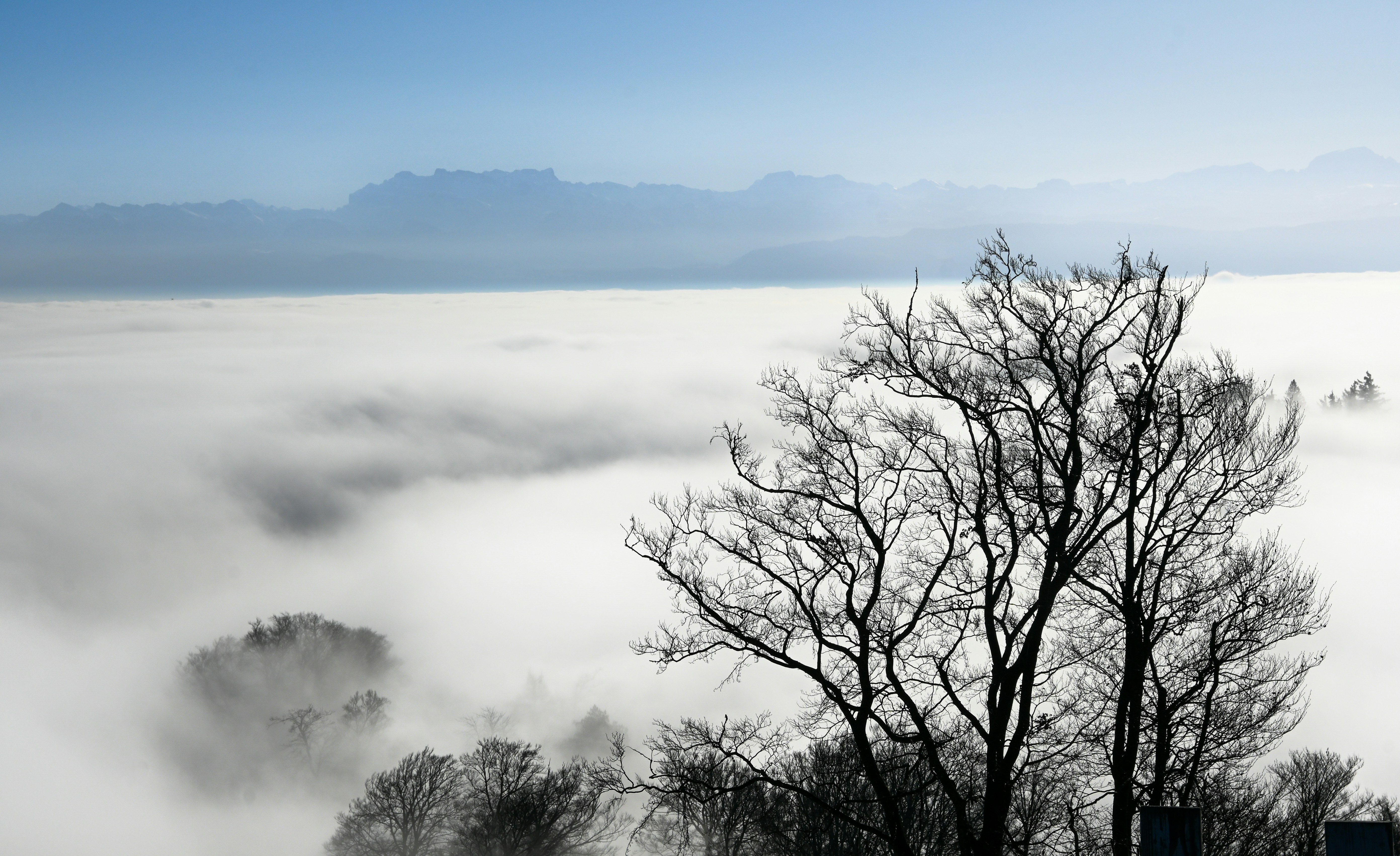 Silenced Summit: Tree Silhouette Above a Sea of Cloud
