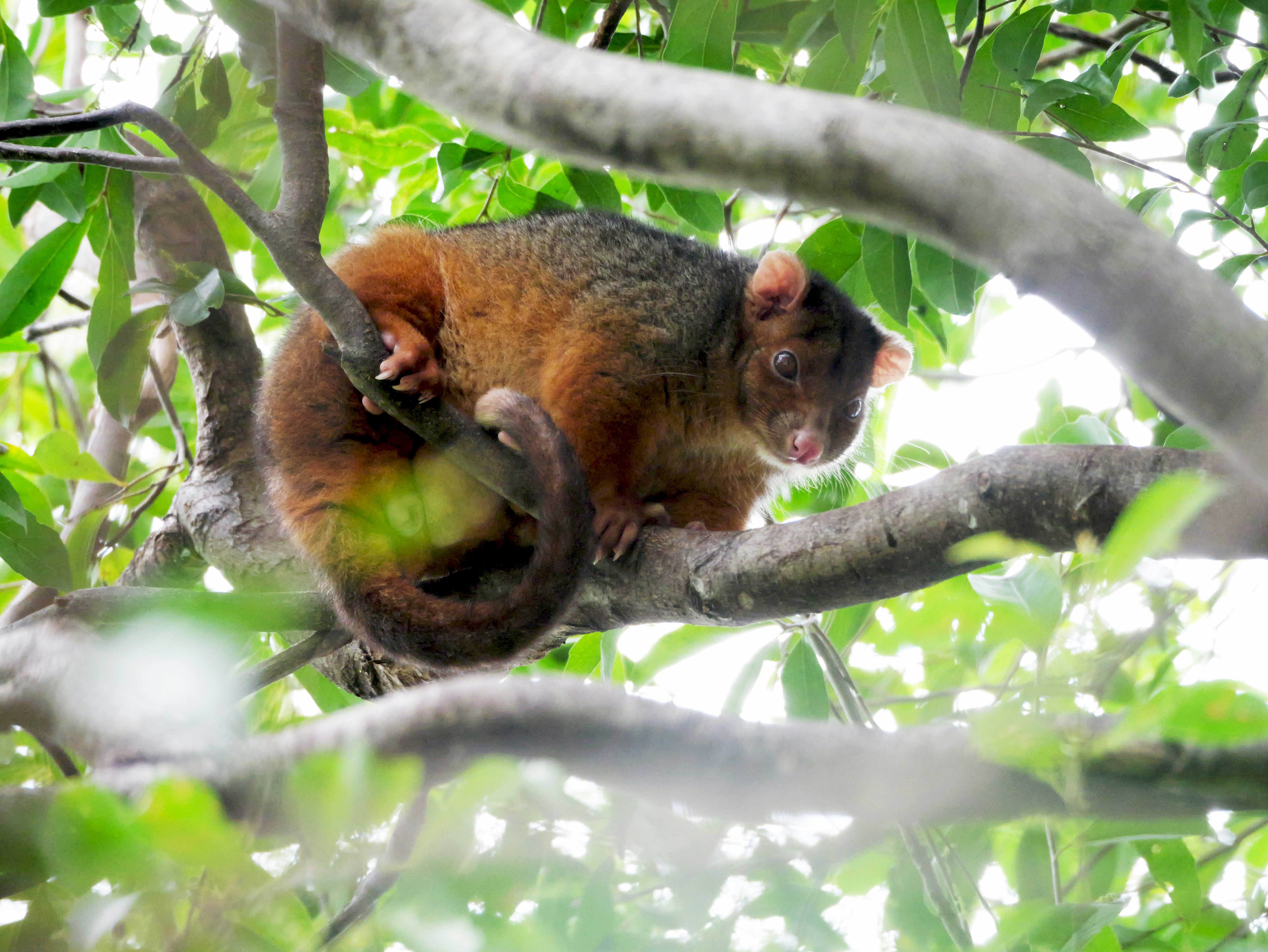 Red-handed Squirrel Monkey on High Branch