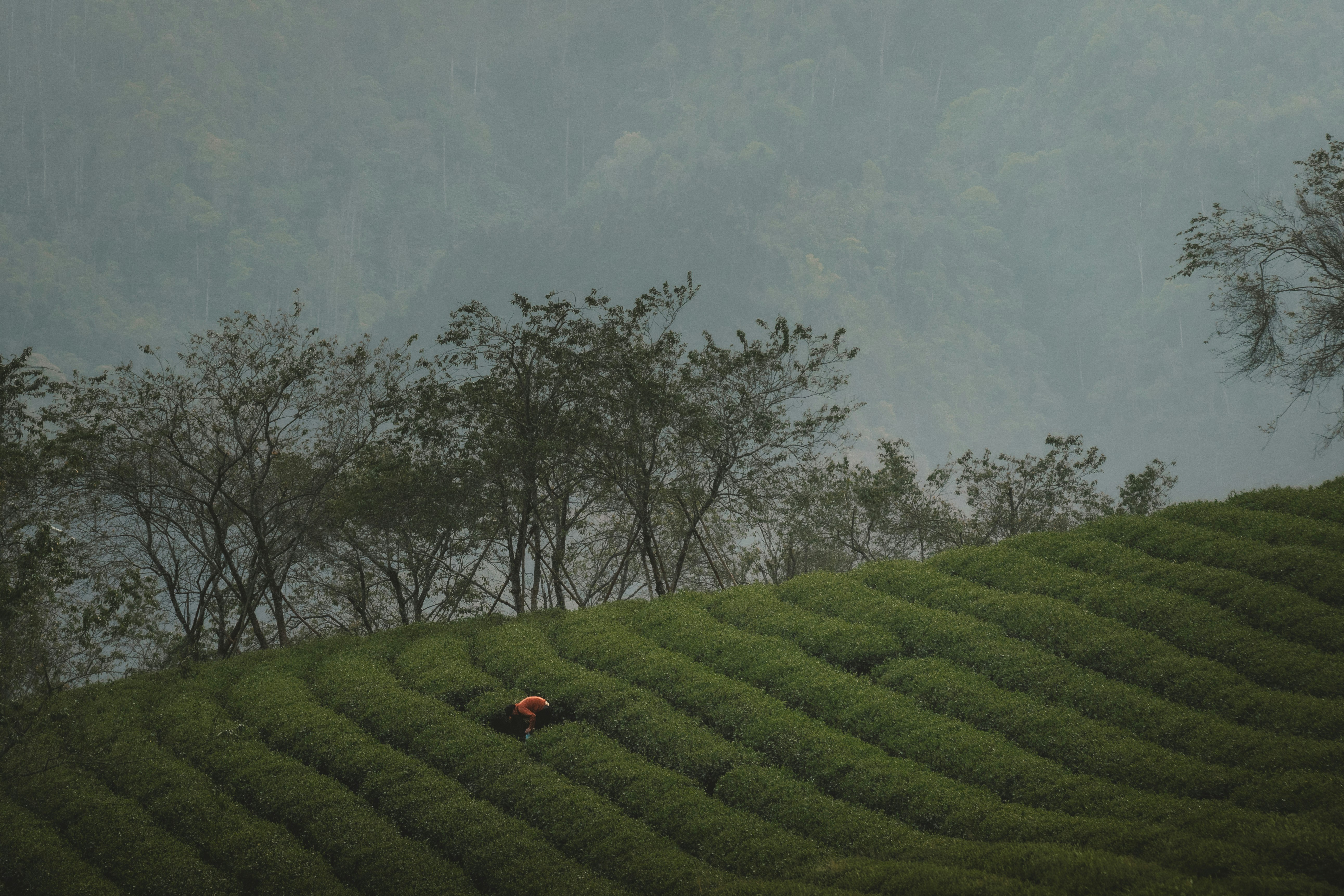 A Lone Harvester Among Sea-green Terraces